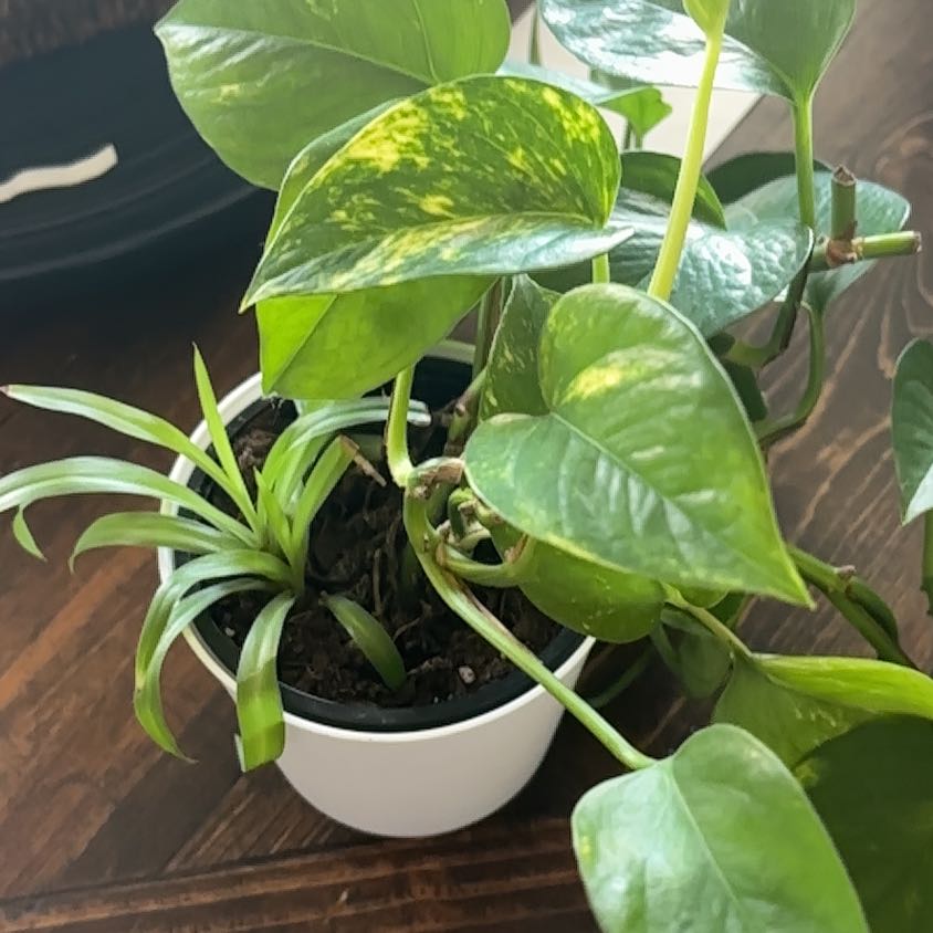 Greenie Morris Samuelson! | A plant by @PoetOctopusarms on Greg