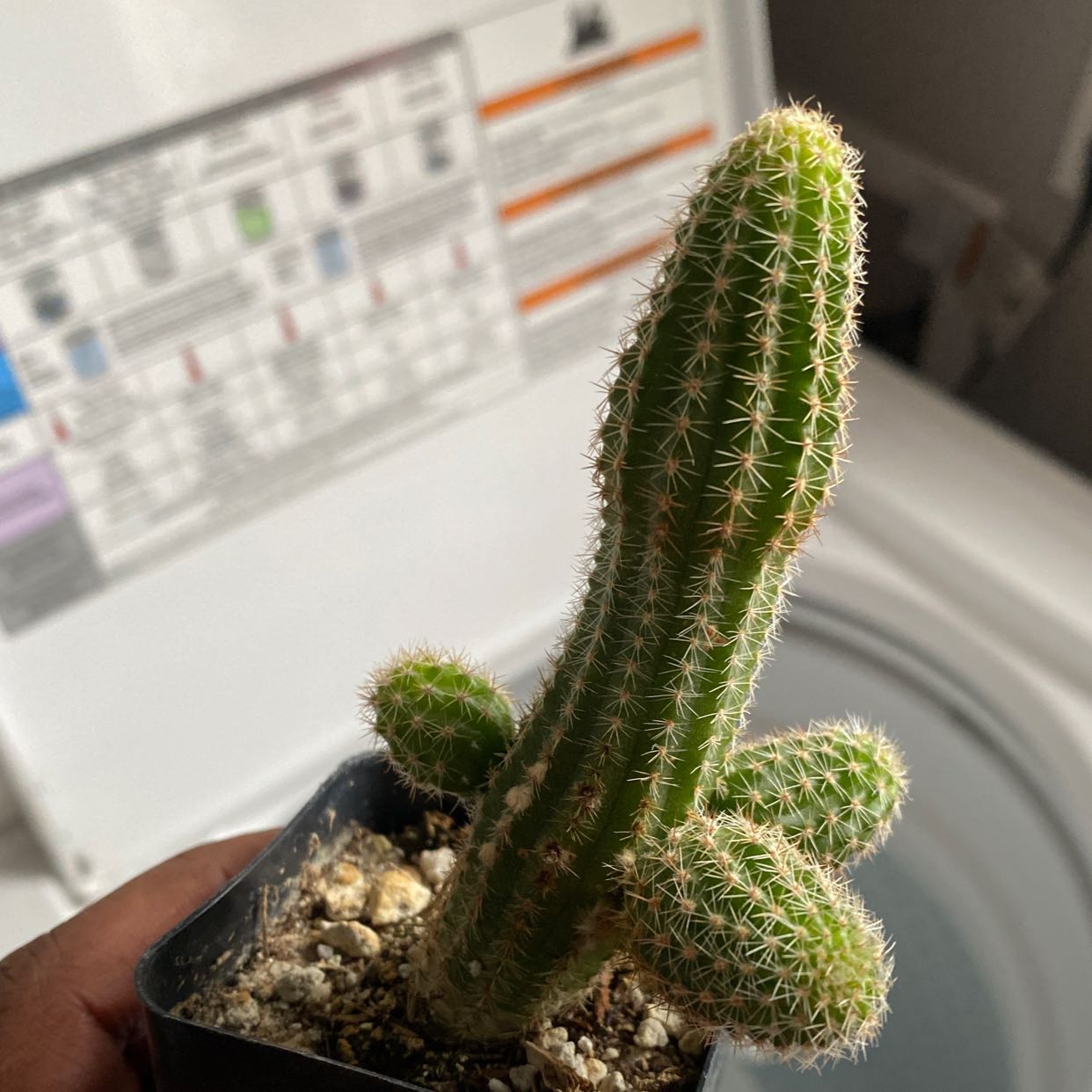 How Do I Propagate My Silver Torch Cactus?