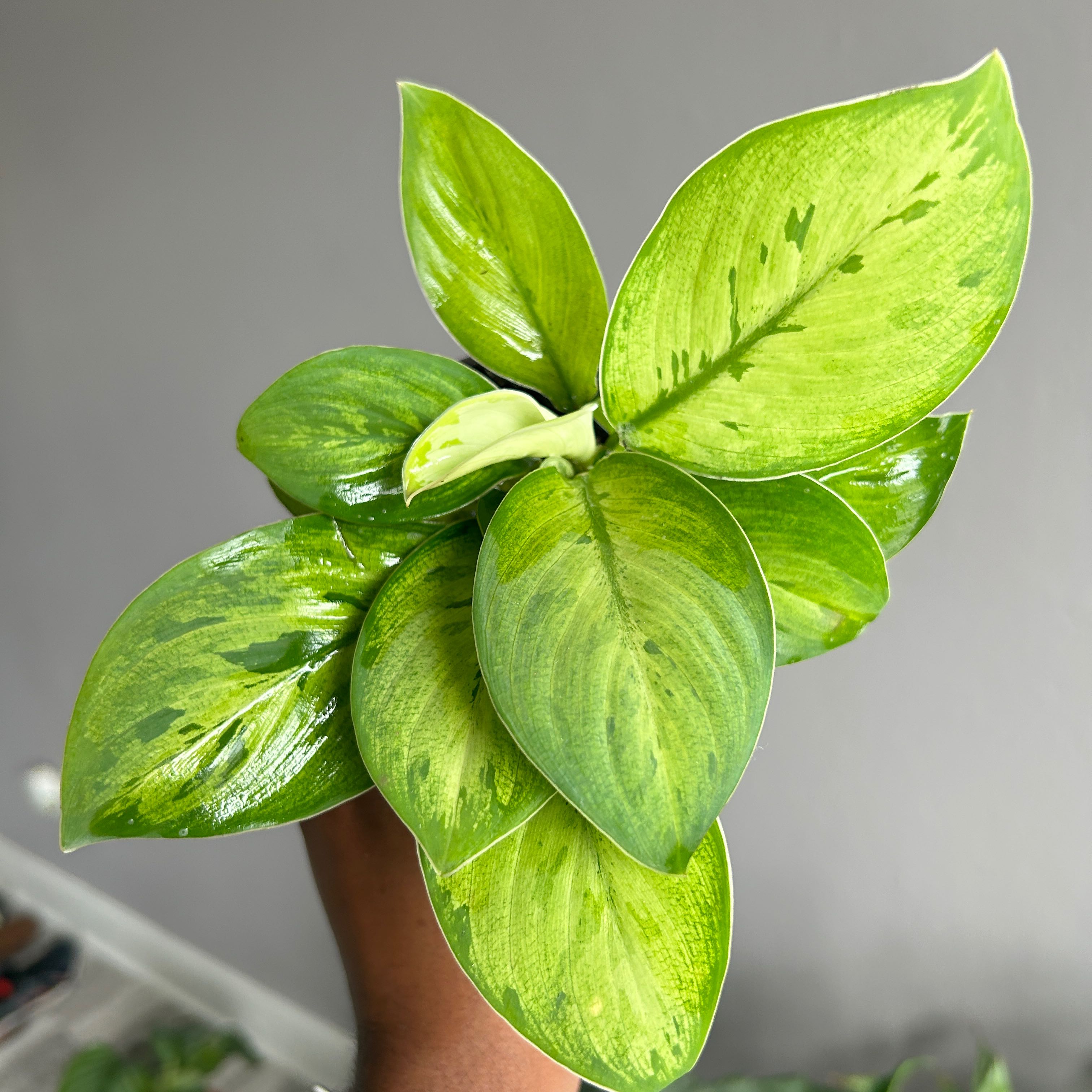 Propagating Your Homalomena 'Selby': Step-by-Step Guide