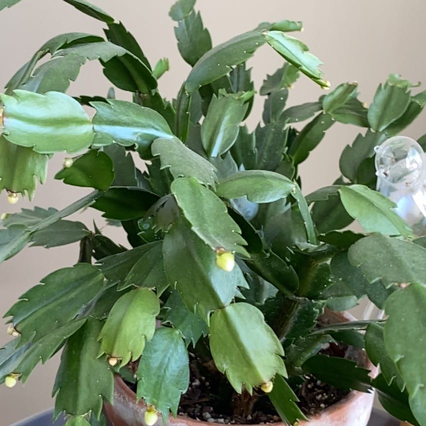 💩 Fertilizing Your False Christmas Cactus