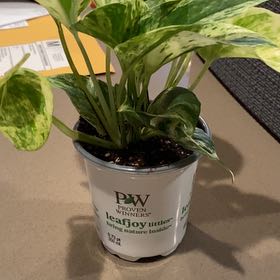 Achilles | A plant by @NiftyBonsaitree on Greg