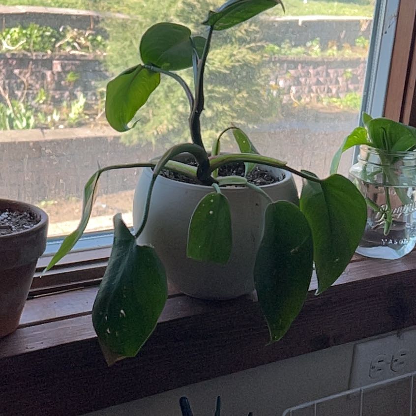 Leaf Erickson | A plant by @ZealousCapemay on Greg