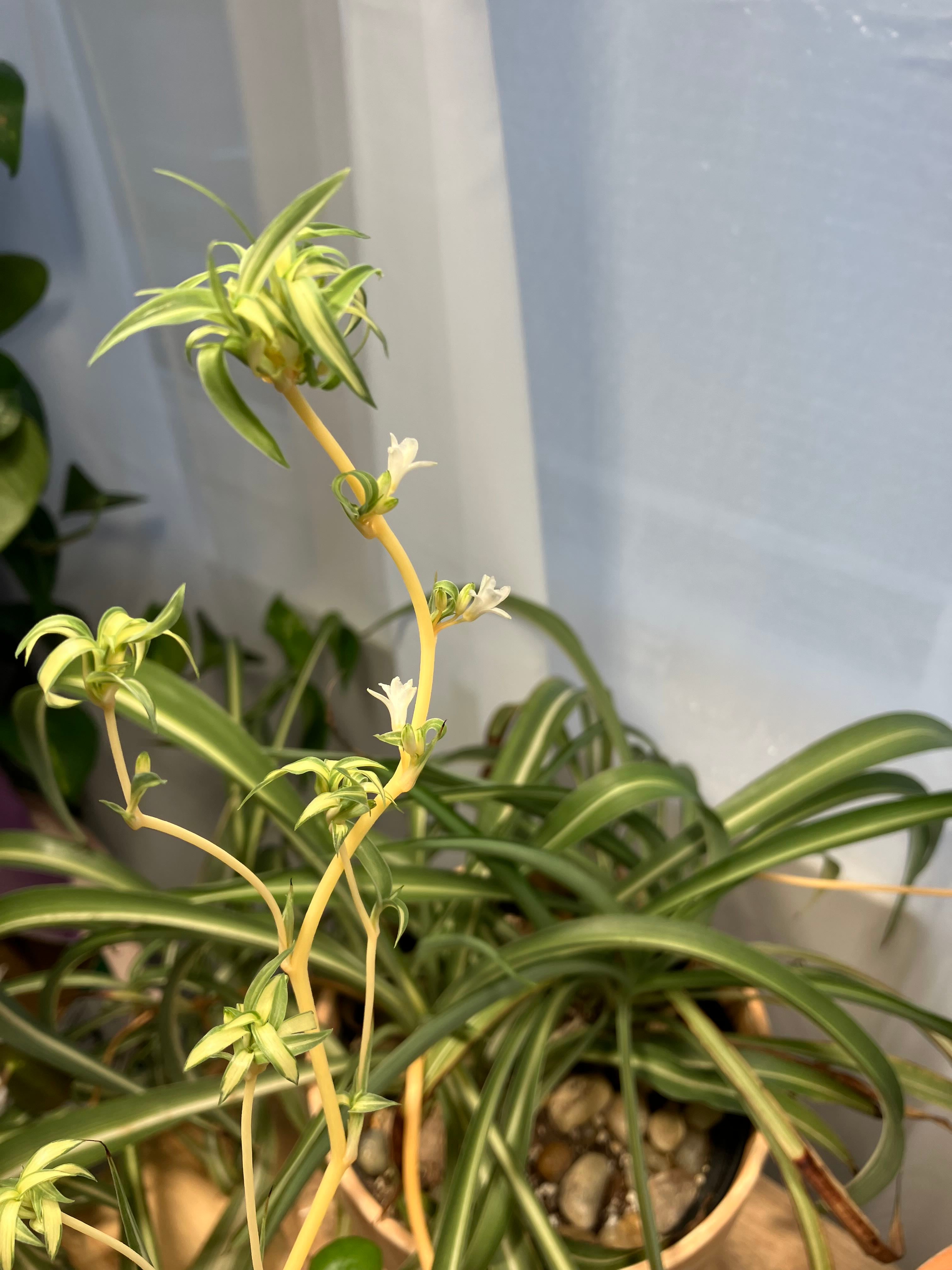 How to Care for Spider Plant: Mastering Water, Sunlight & More