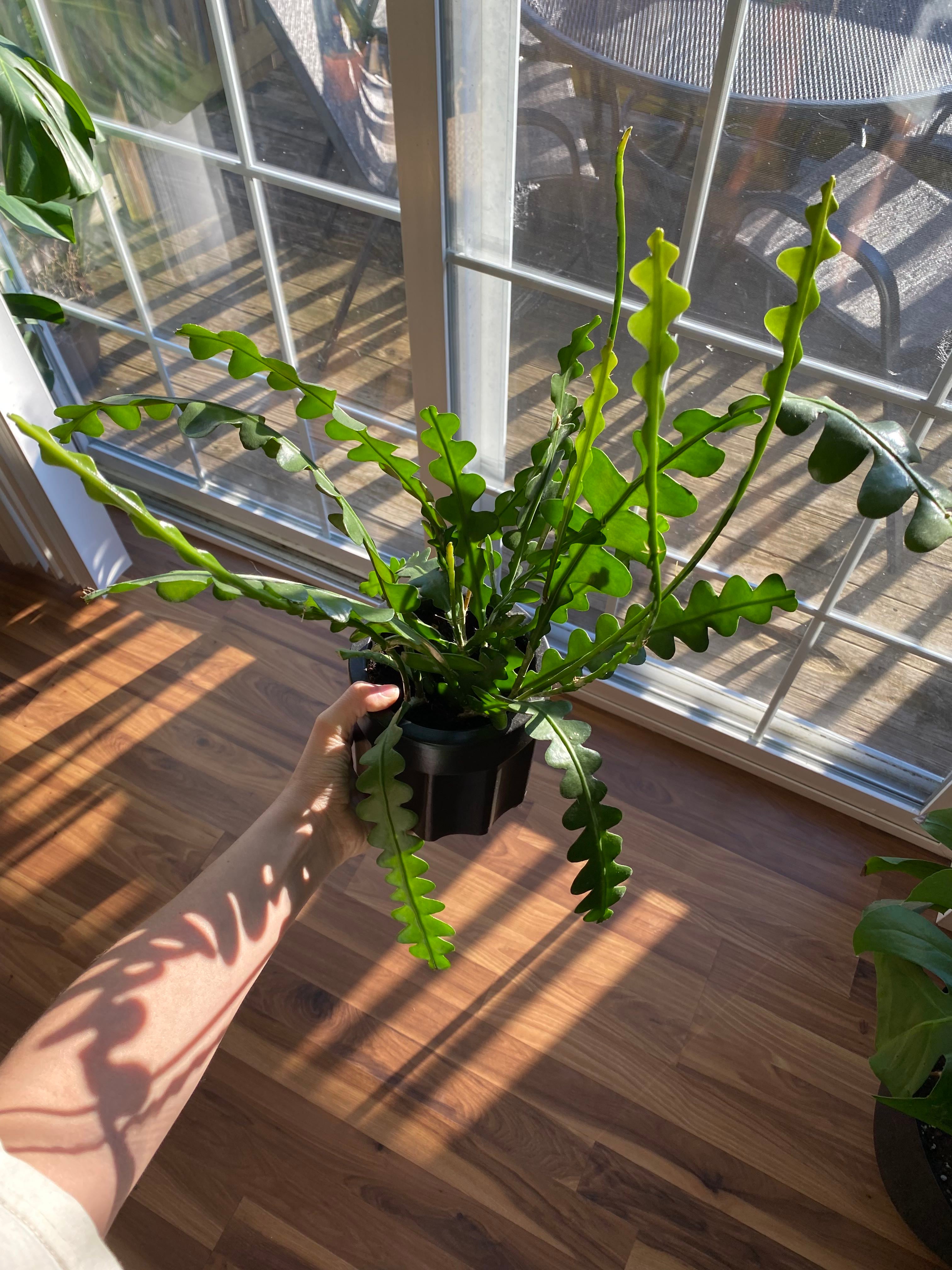 The Complete Zig Zag Plant Plant Care Guide: Water, Light & Beyond