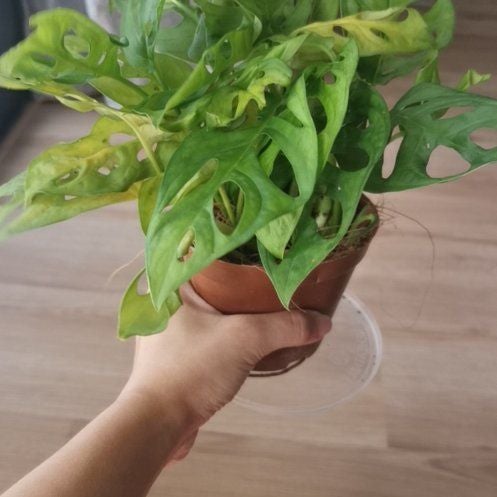 The Complete Monstera obliqua var. expilata Plant Care Guide: Water ...