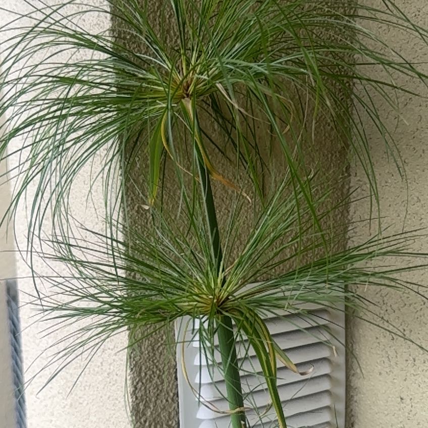 Why Are My Papyrus Leaves Falling Over?