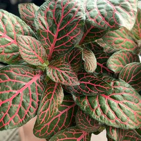 Keep Your 'Ruby Red' Nerve Plant Alive: Light, Water & Care Instructions