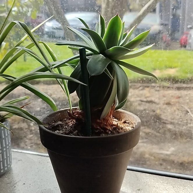 Simba | A plant by @VersatileChives on Greg