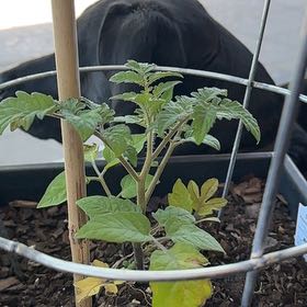 Marley | A plant by @ZealRoyalfern on Greg