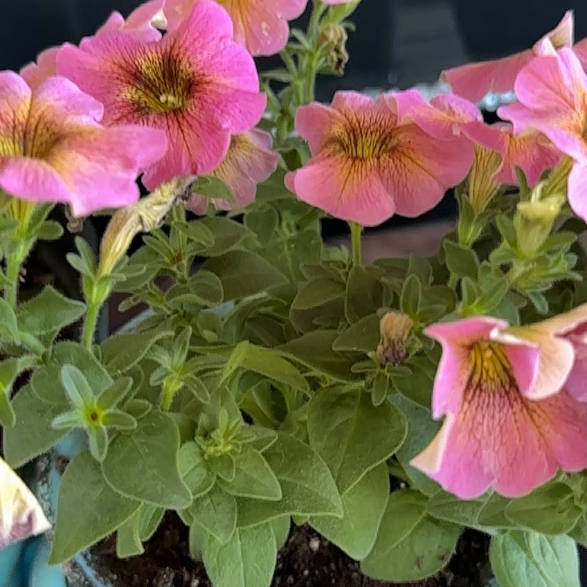 Achilles | A plant by @ZealRoyalfern on Greg
