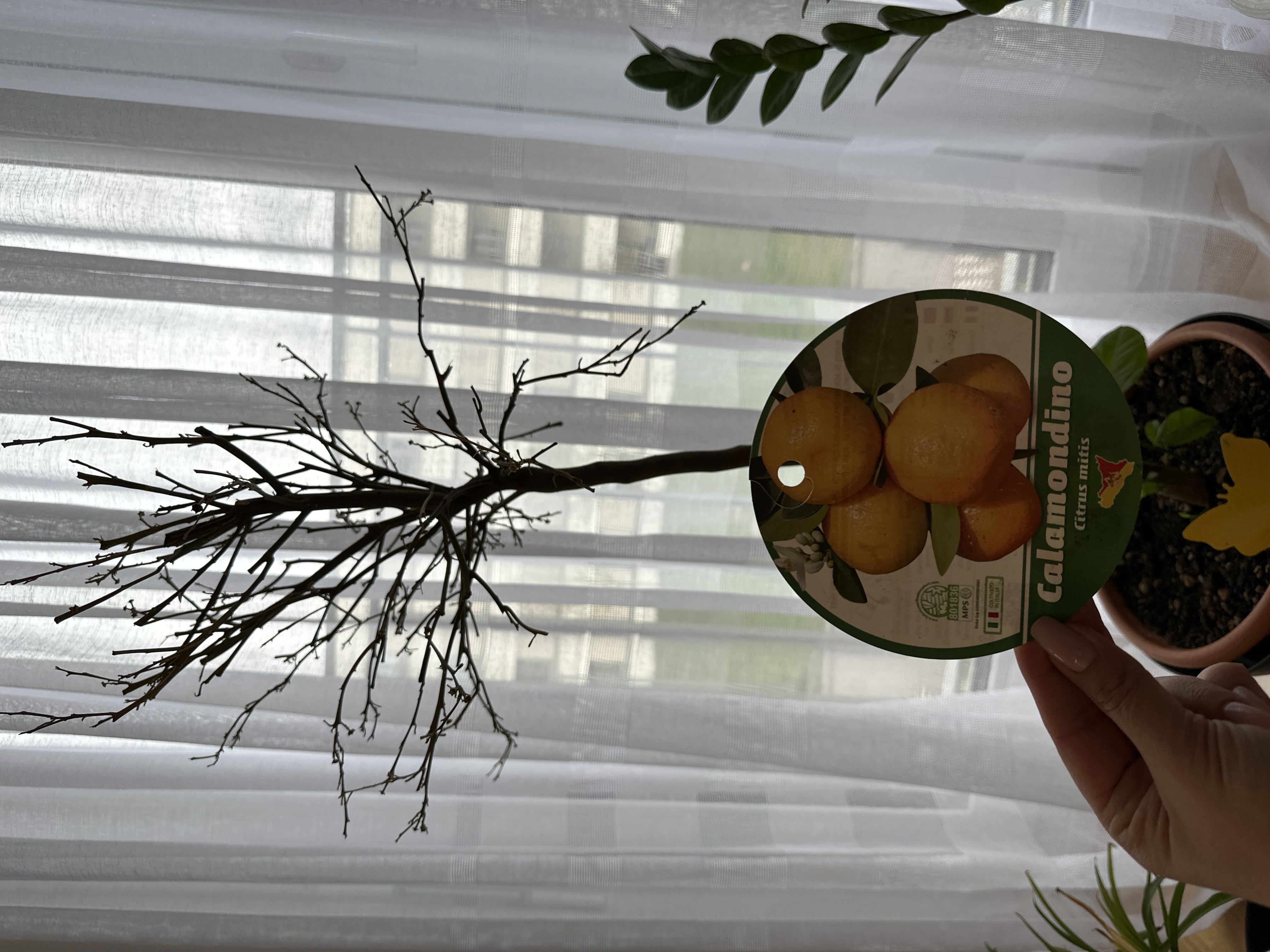 Calamansi Plant Care: Water, Light, Nutrients | Greg App 🌱