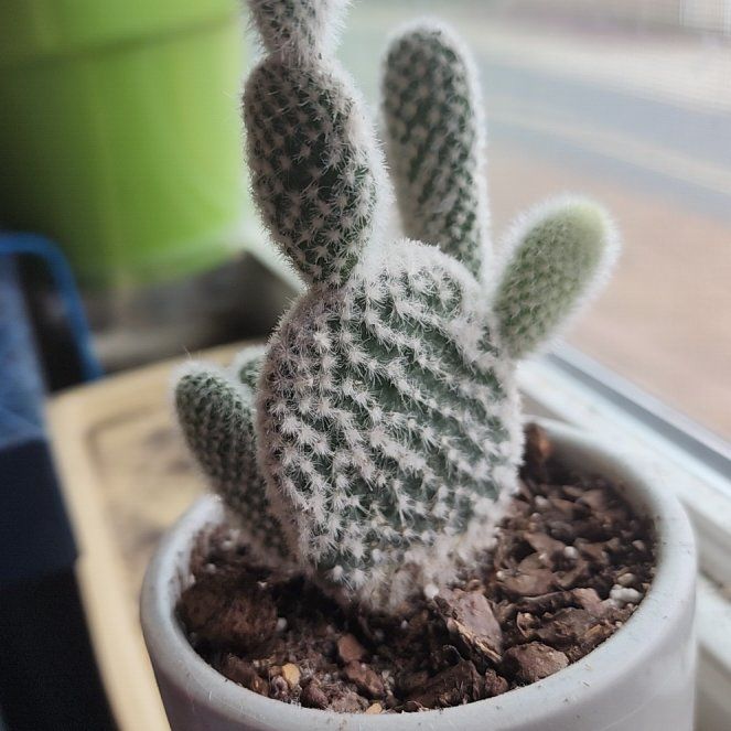 Angel Wings Cactus: How Much Water & Light Does it Need to Thrive?