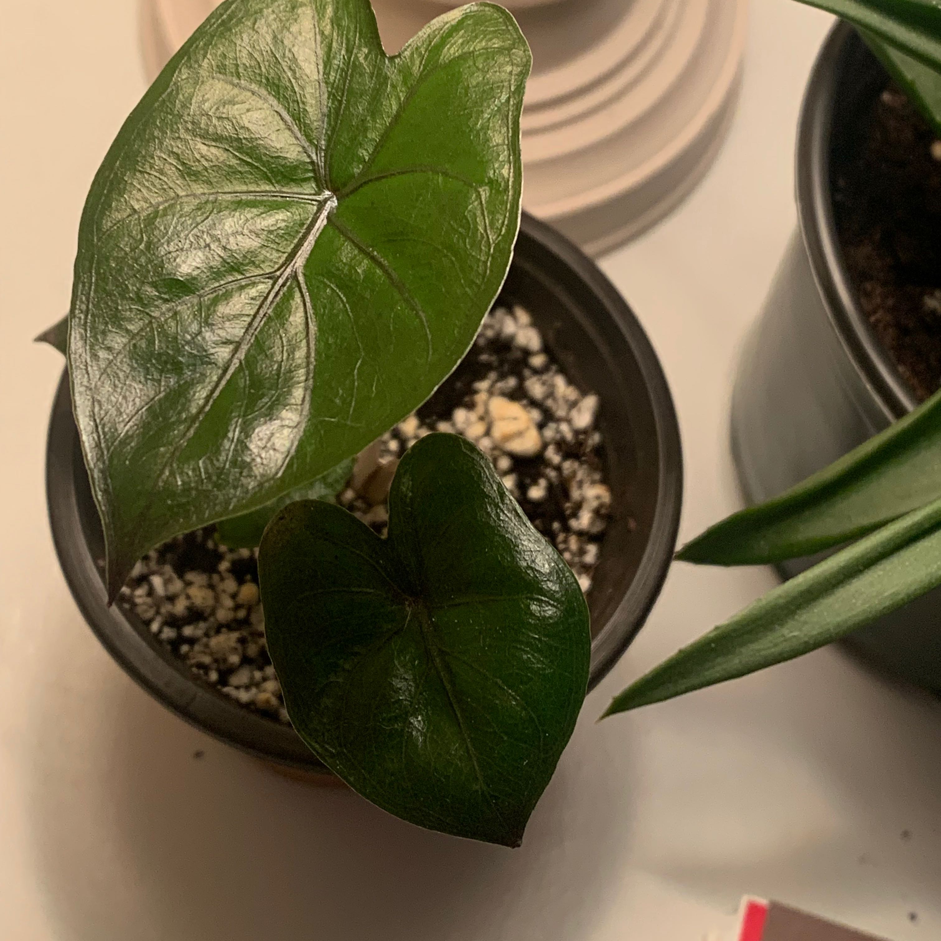 Propagating Hardy Elephant Ear: The Ultimate Guide