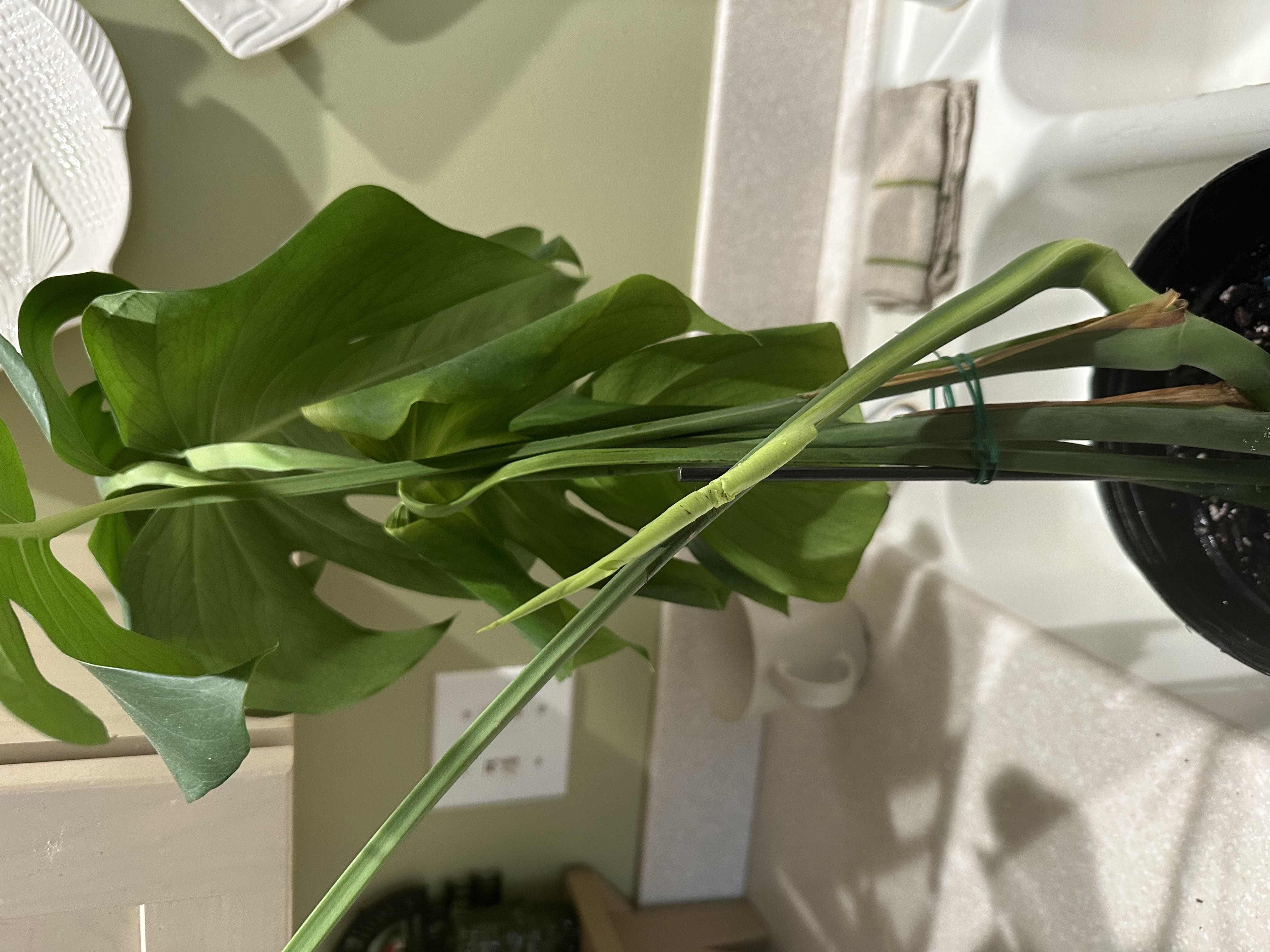 Keep Your Monstera Alive: Light, Water & Care Instructions