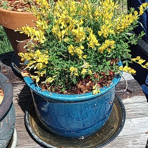 sweet broom Plant Care: Water, Light, Nutrients | Greg App 🌱