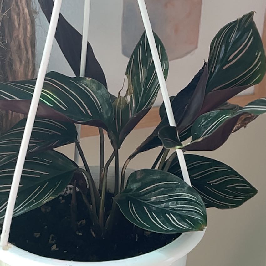 Kylie | A plant by @HotshotChaya on Greg