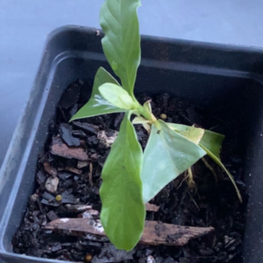 Chacruna Care 101: Water, Light & Growing Tips