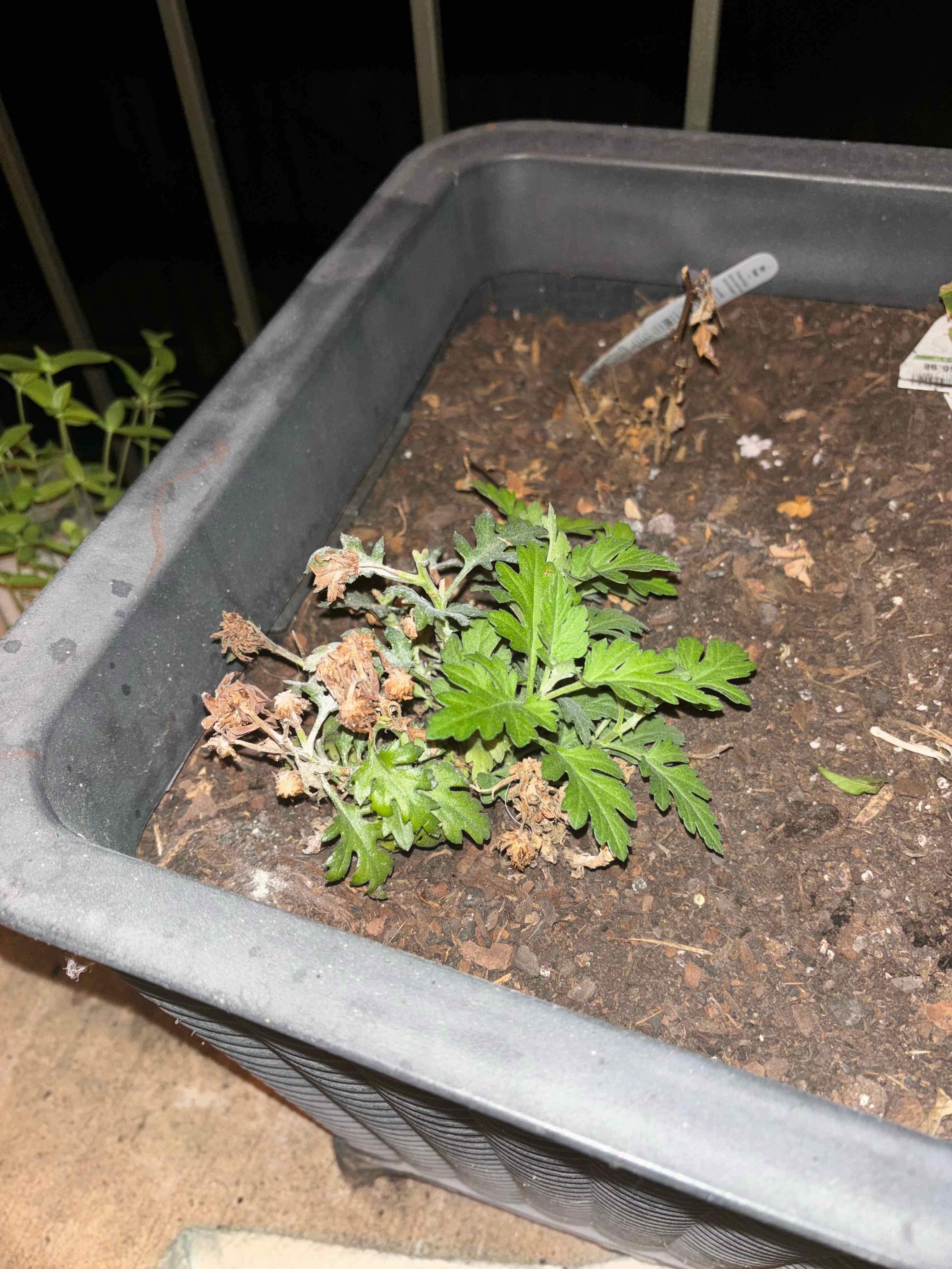 Common New England Aster Problems