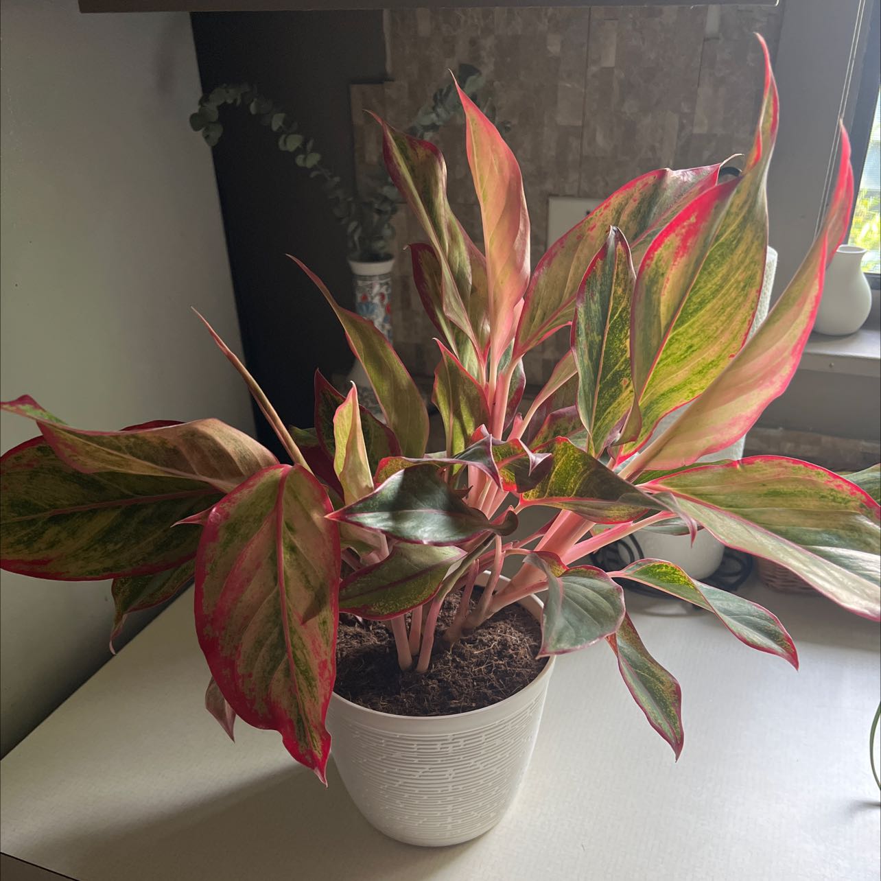 Propagating Ti Plant: Step-by-step Guide