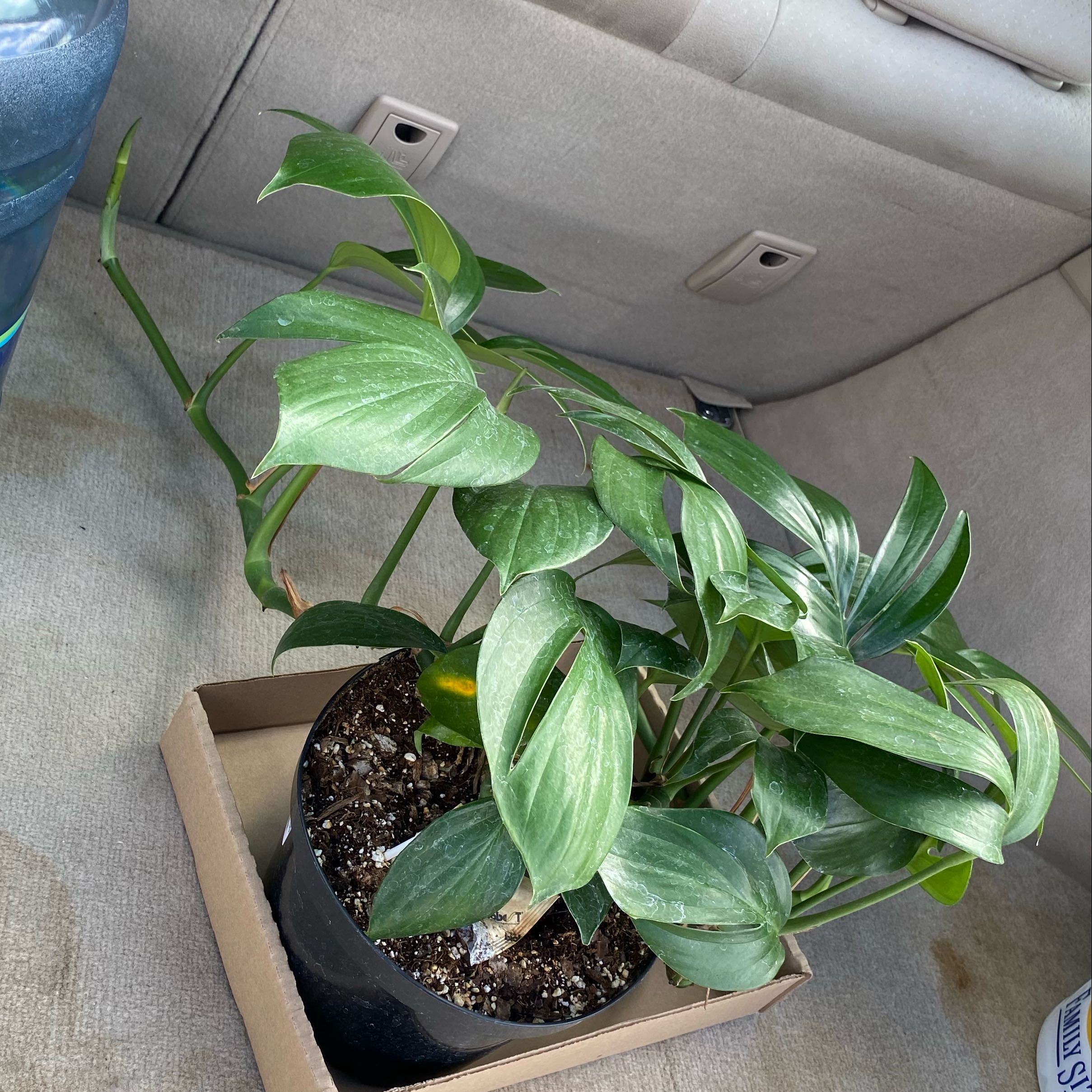 How to Care for Philodendron Dragon Tail: Mastering Water, Sunlight & More