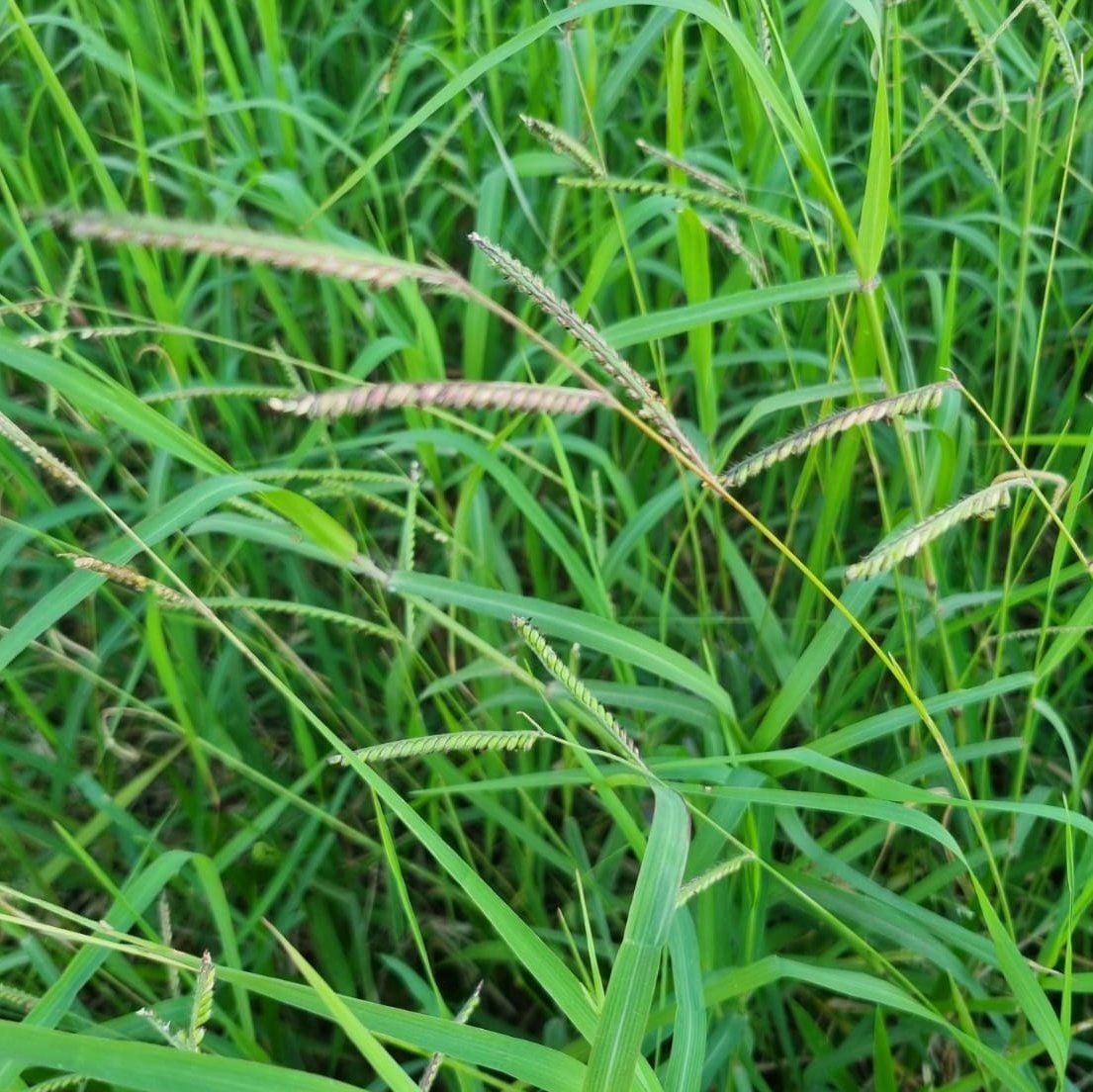 How to Propagate Your Bermuda Grass