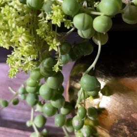 Athena | A plant by @PlantyMcPlants2 on Greg