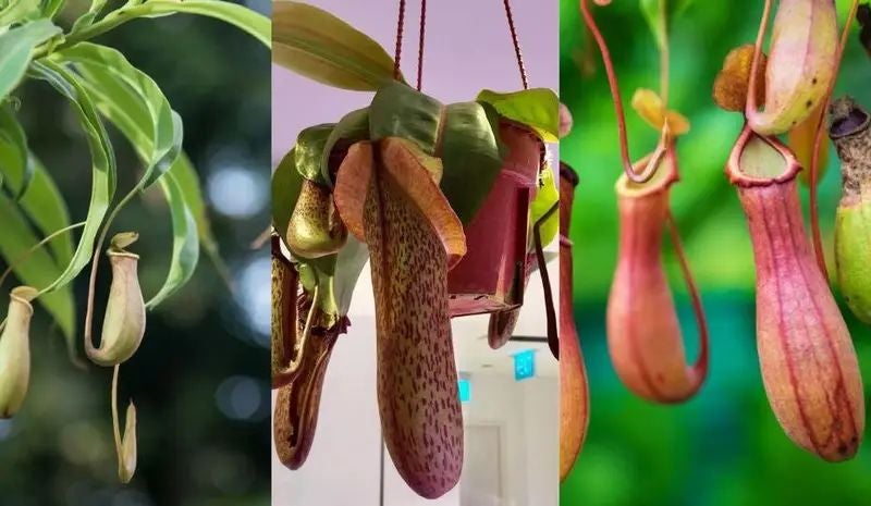 How to Grow and Care for Pitcher Plant: A Complete Guide ...