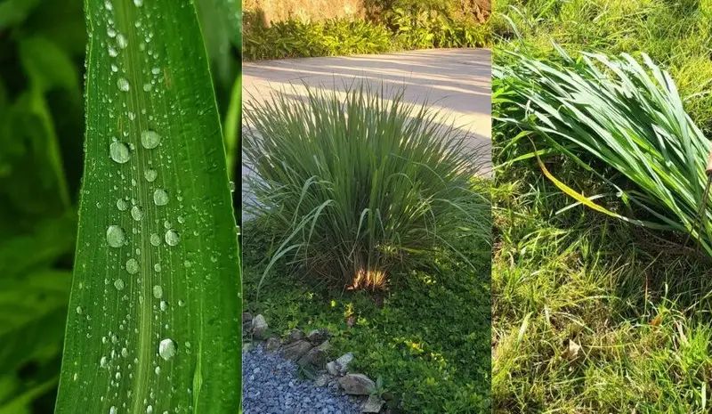 How to Grow and Care for Citronella Grass (Mosquito Grass...