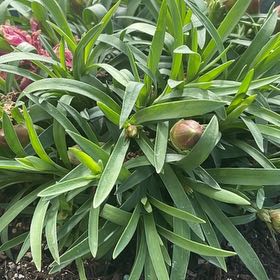 Daphne | A plant by @SlinkyJadeplant on Greg