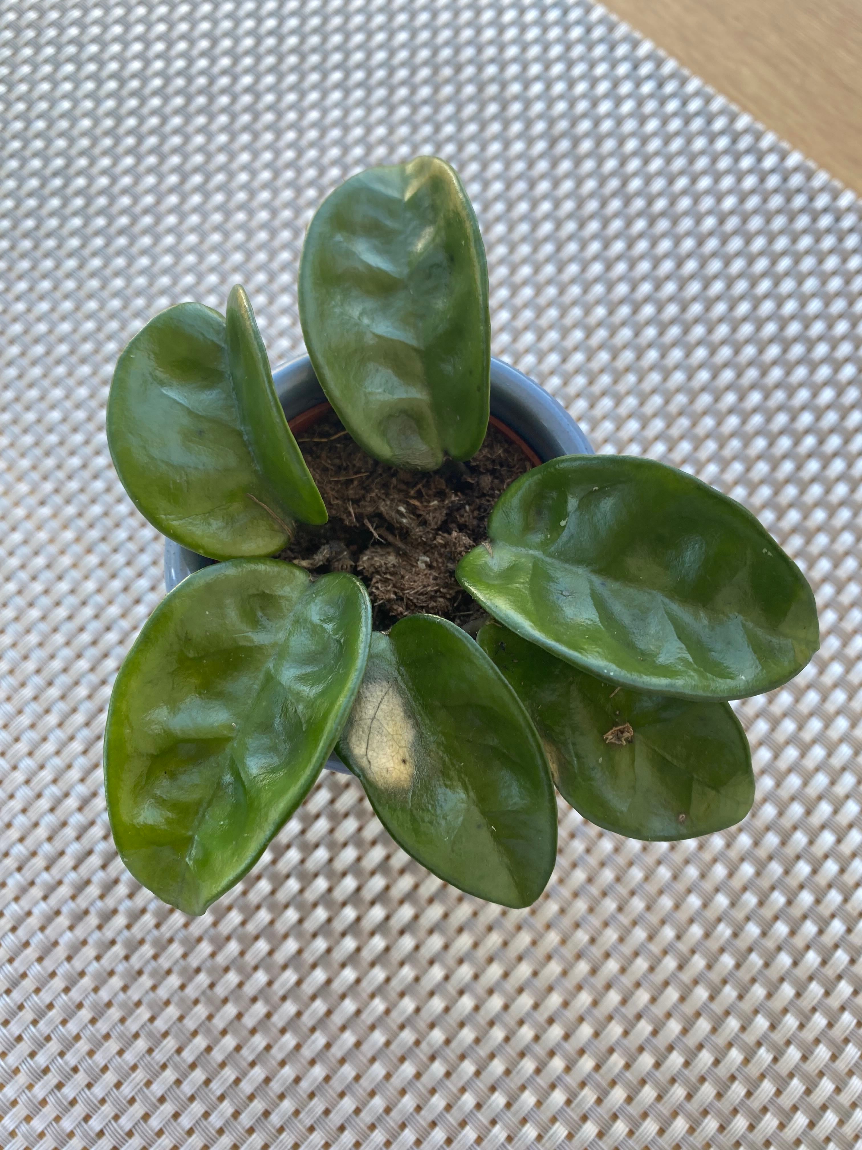 🔍 What To Do About Black Spots On Monstera Leaves