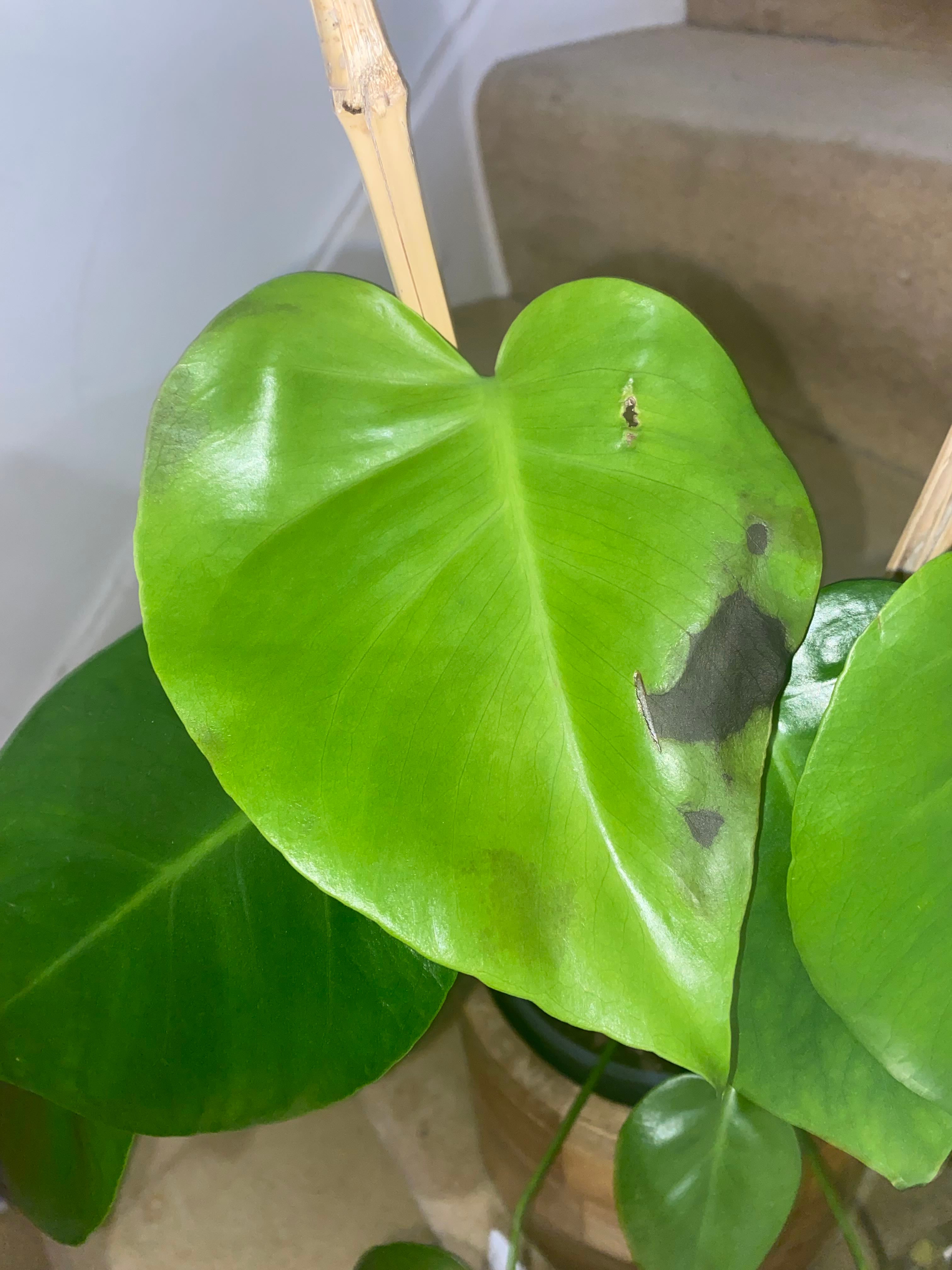 Monstera 'White Monster' Plant Care: Water, Light, Nutrients | Greg App 🌱