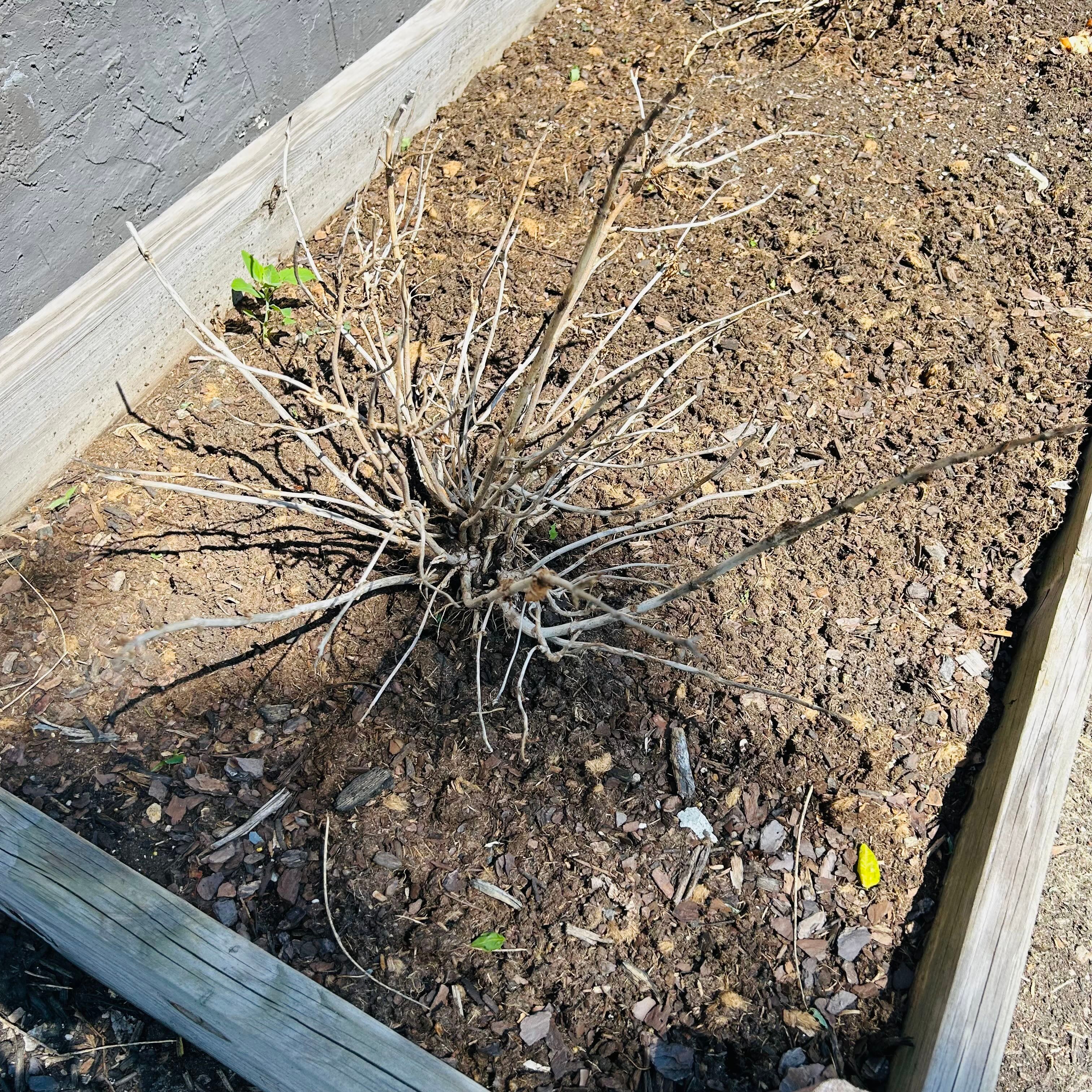 🌸 8 Essential Steps to Grow Healthy Tiny Tuff Stuff Hydrangea