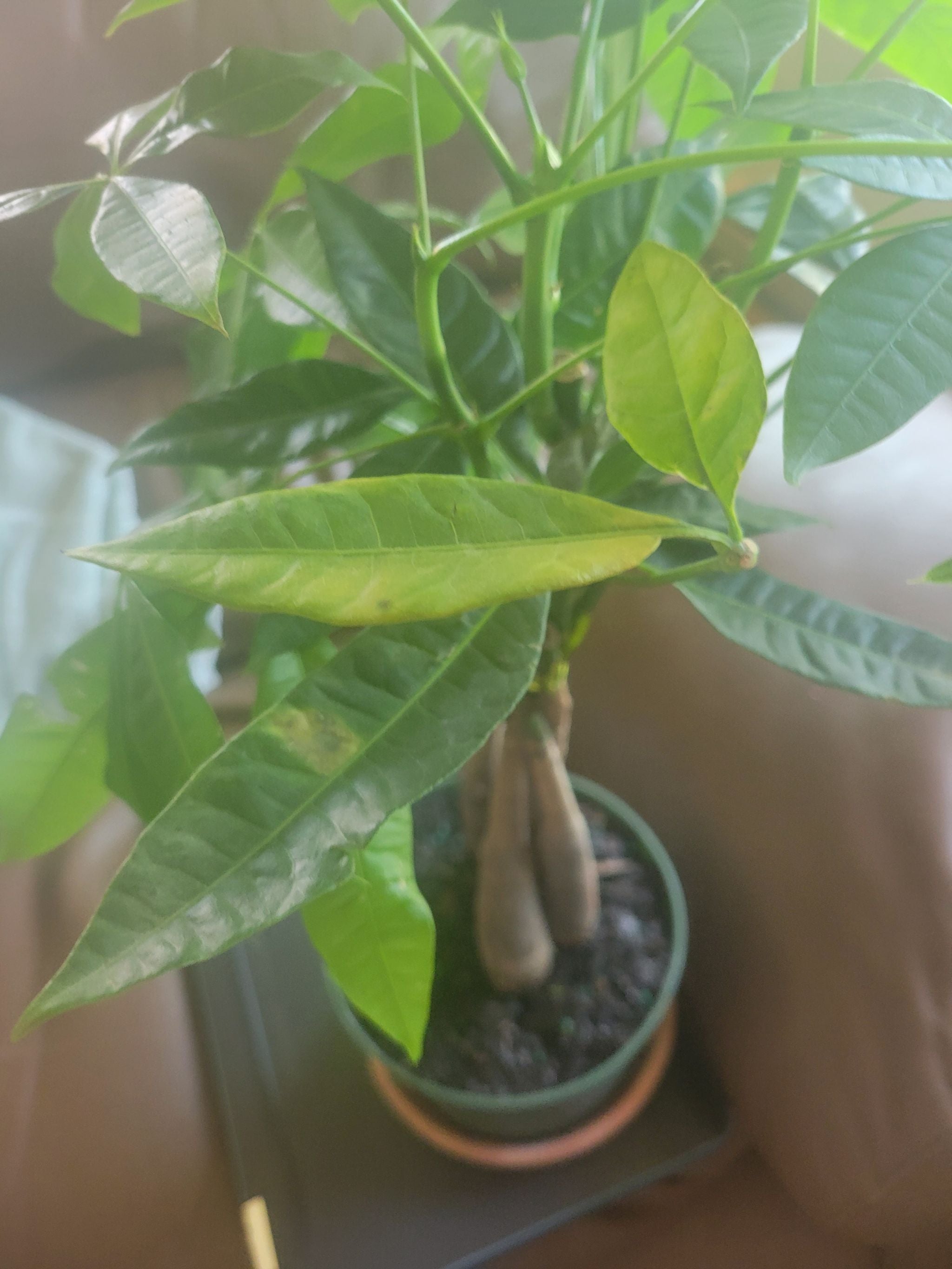 Money Tree Plant Care: Water, Light, Nutrients | Greg App 🌱