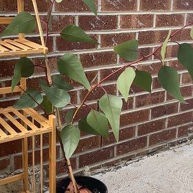 The Complete Silver Princess Plant Care Guide: Water, Light & Beyond