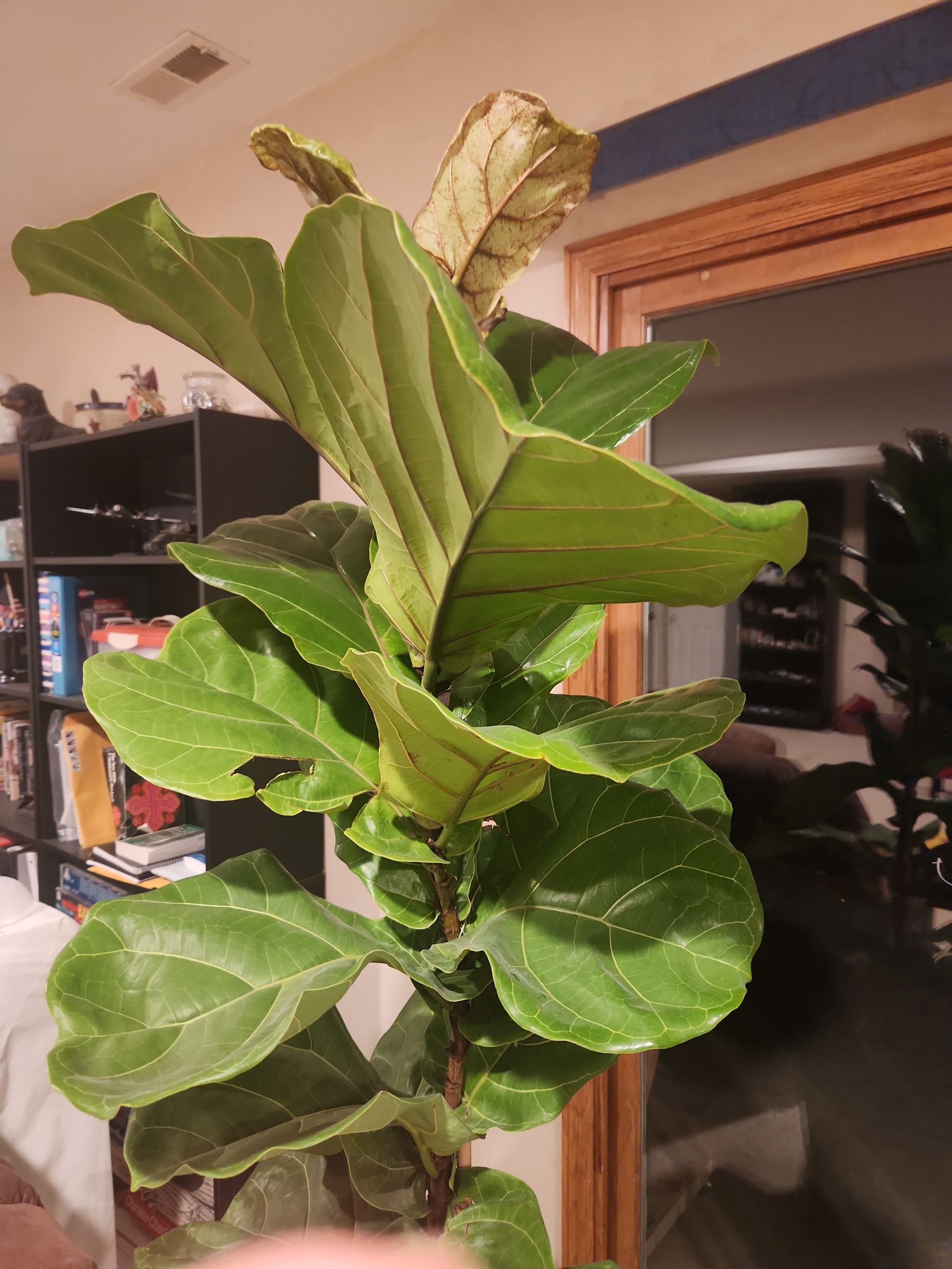 🎶 5 Secret Fiddle-Leaf Fig Landscaping Tricks