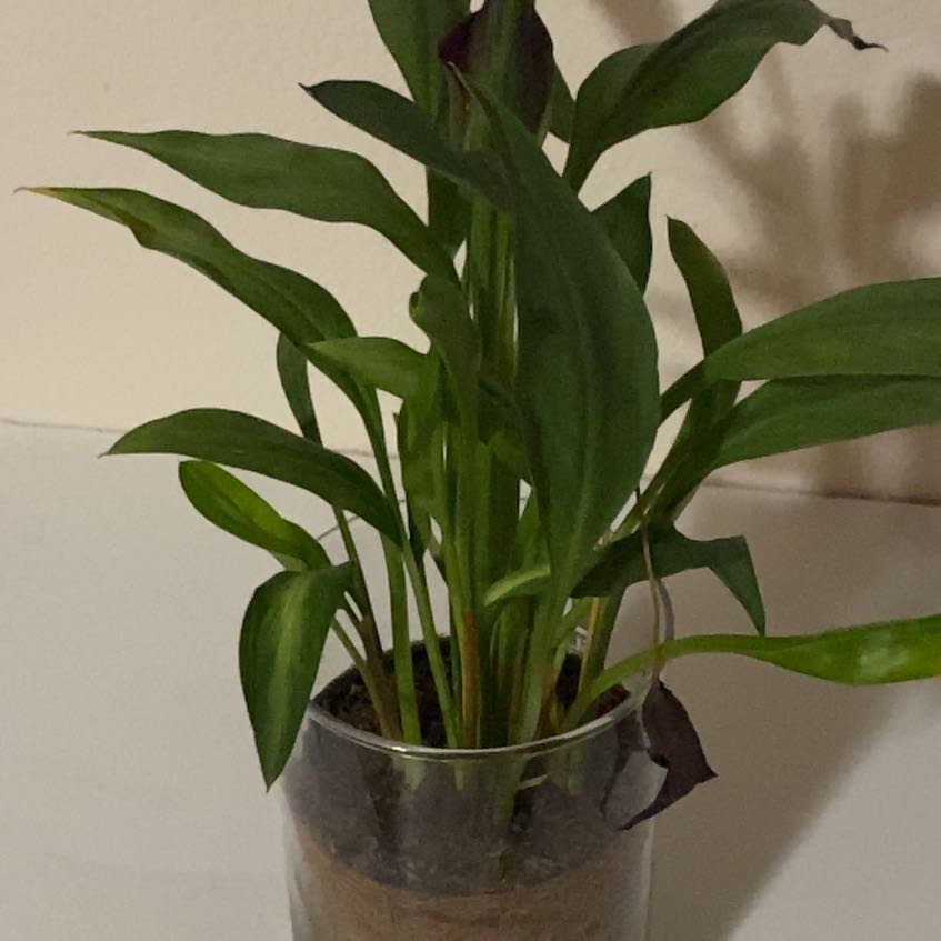 Huckleberry Fern | A plant by @ZealfulFanpalm on Greg