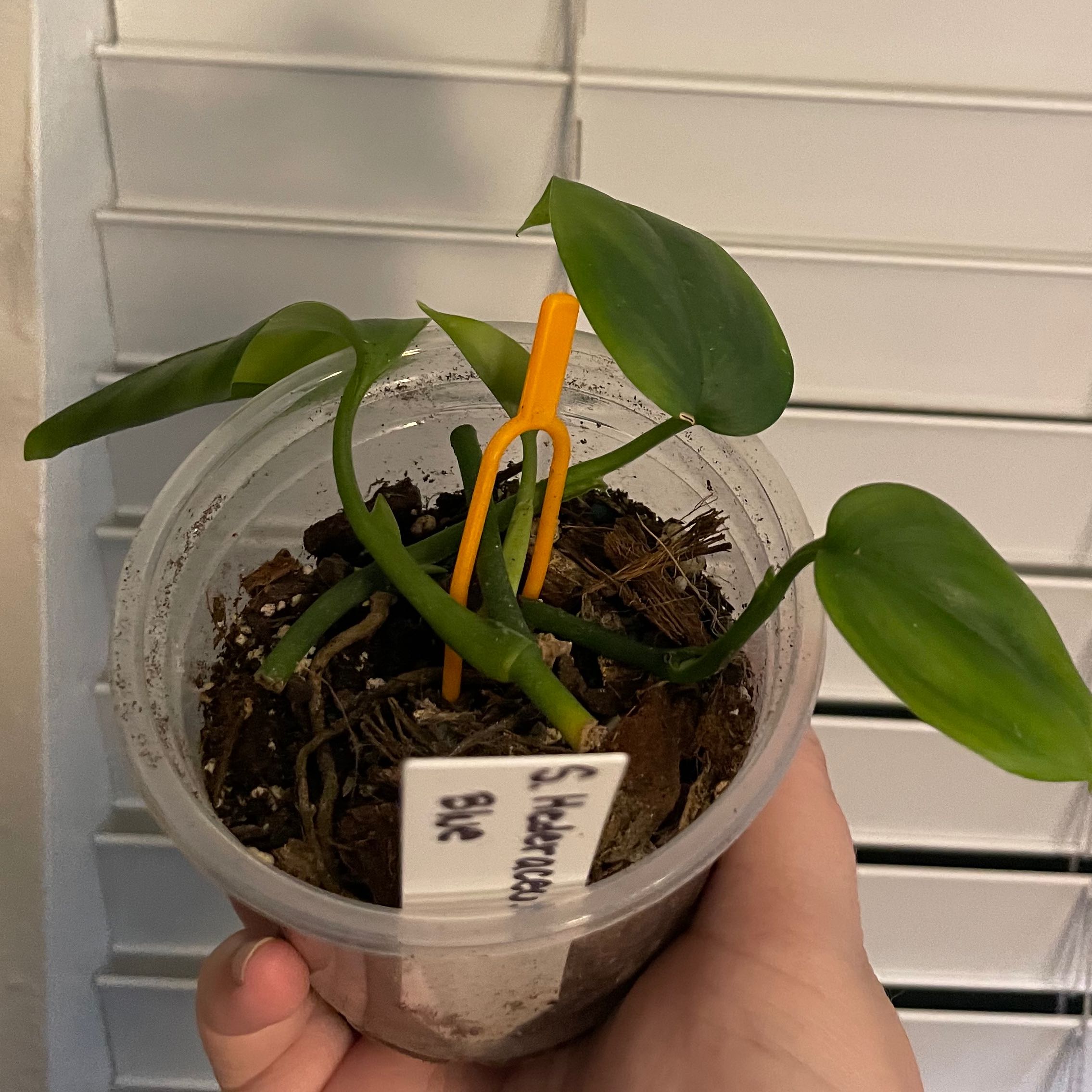 How to Care for Blue Satin Scindapsus: Mastering Water, Sunlight & More