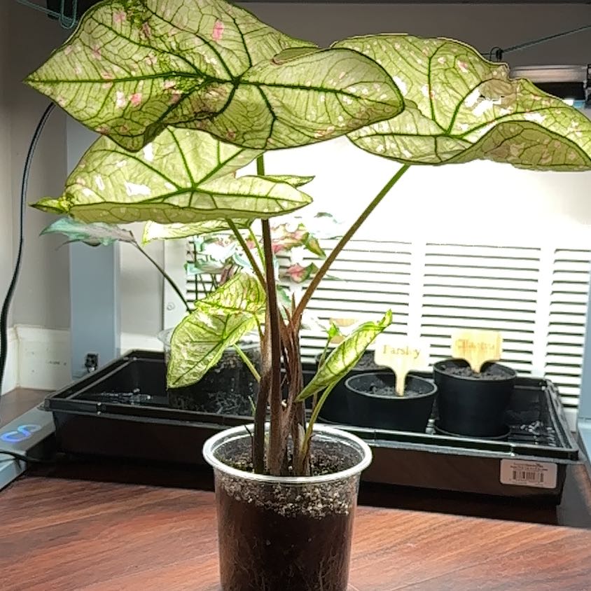 Black Spots on My Caladium 'Marie Moir' Leaves