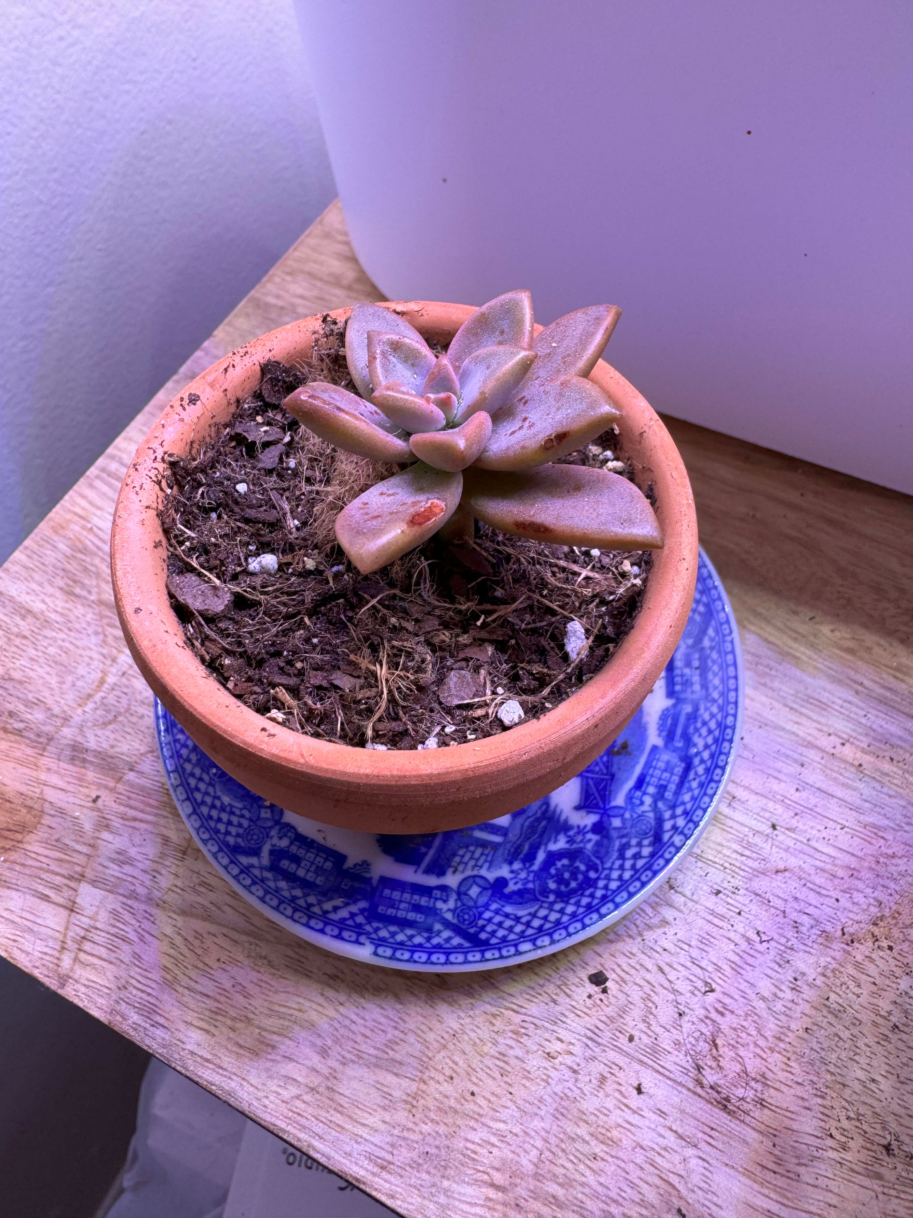 Keep Your Lemon Coral Sedum Alive: Light, Water & Care Instructions