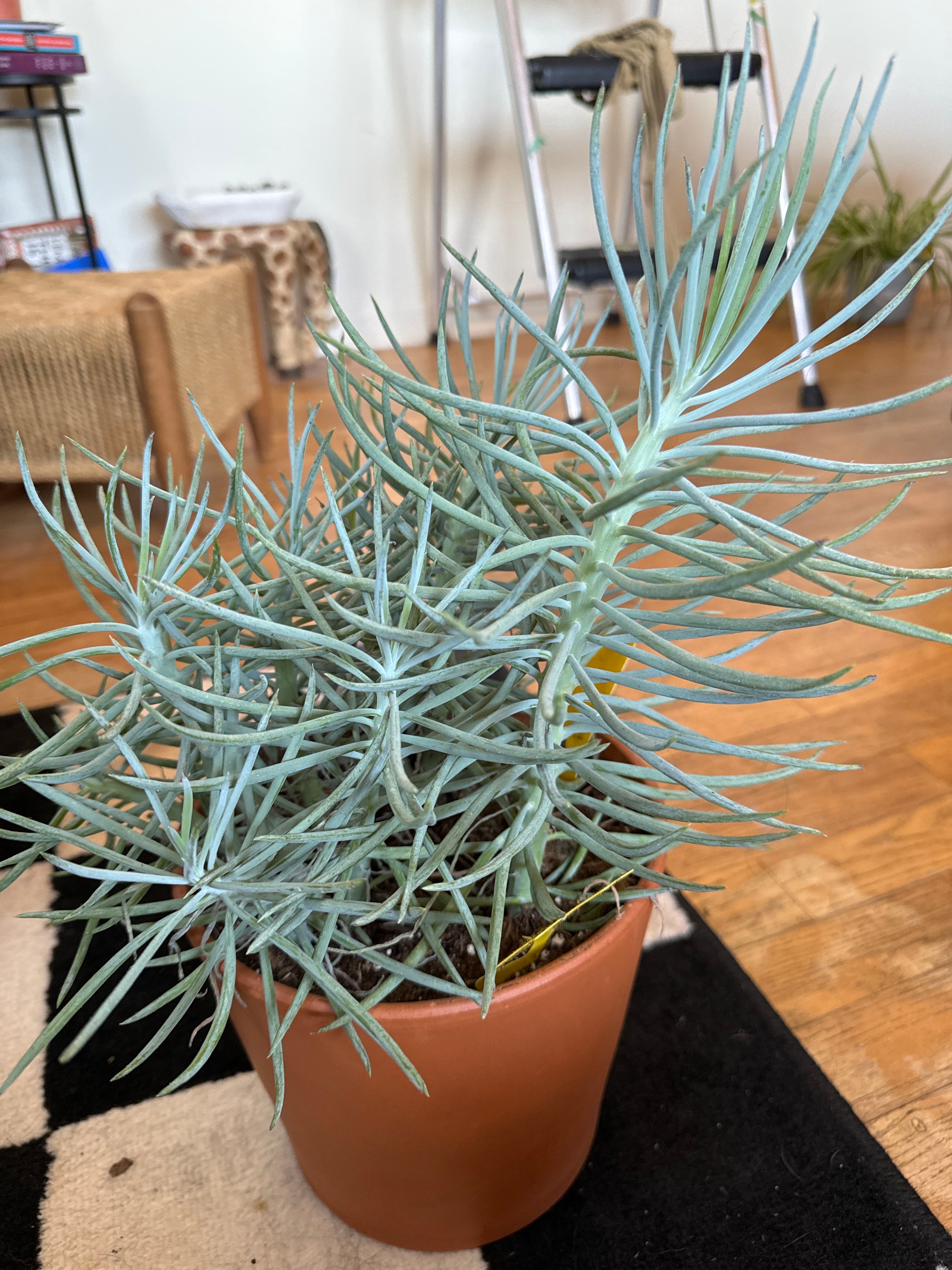 Skyscraper Senecio Plant Care: Water, Light, Nutrients | Greg App 🌱