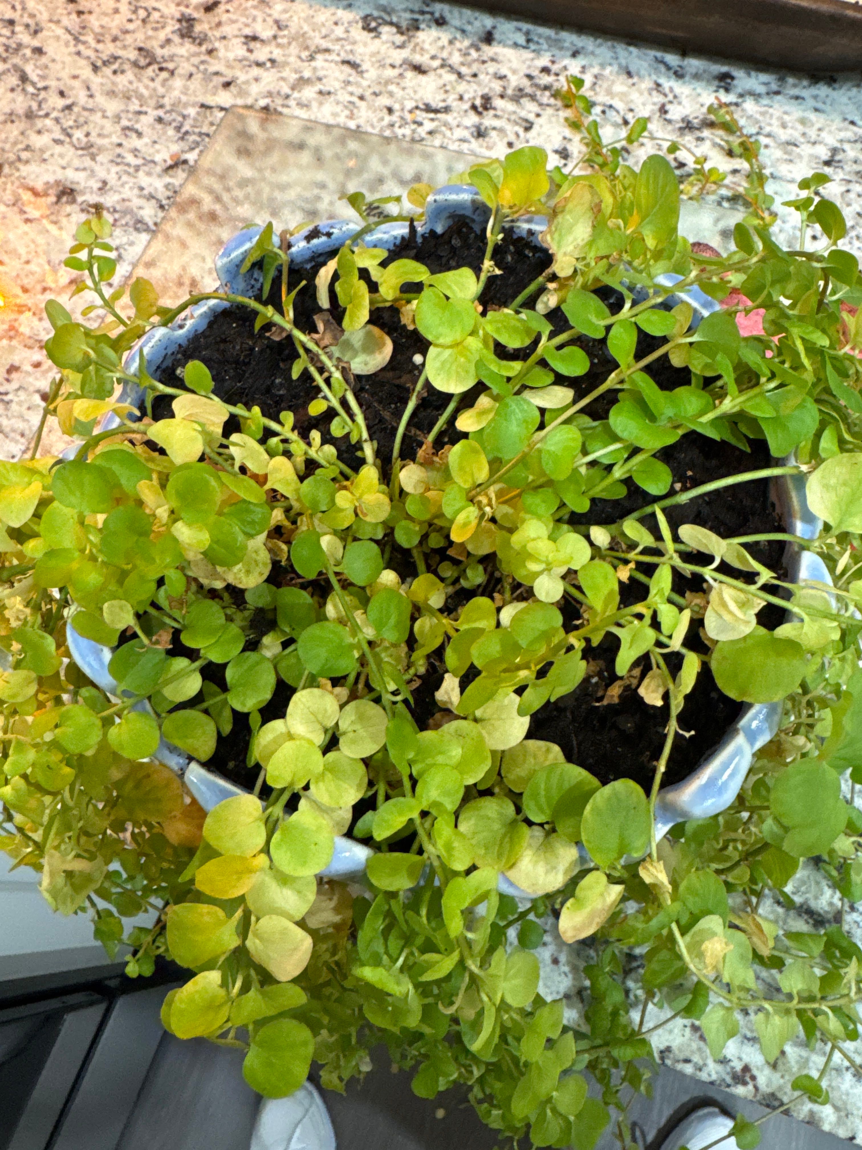 Propagating My Creeping Jenny: Step-by-step Guide