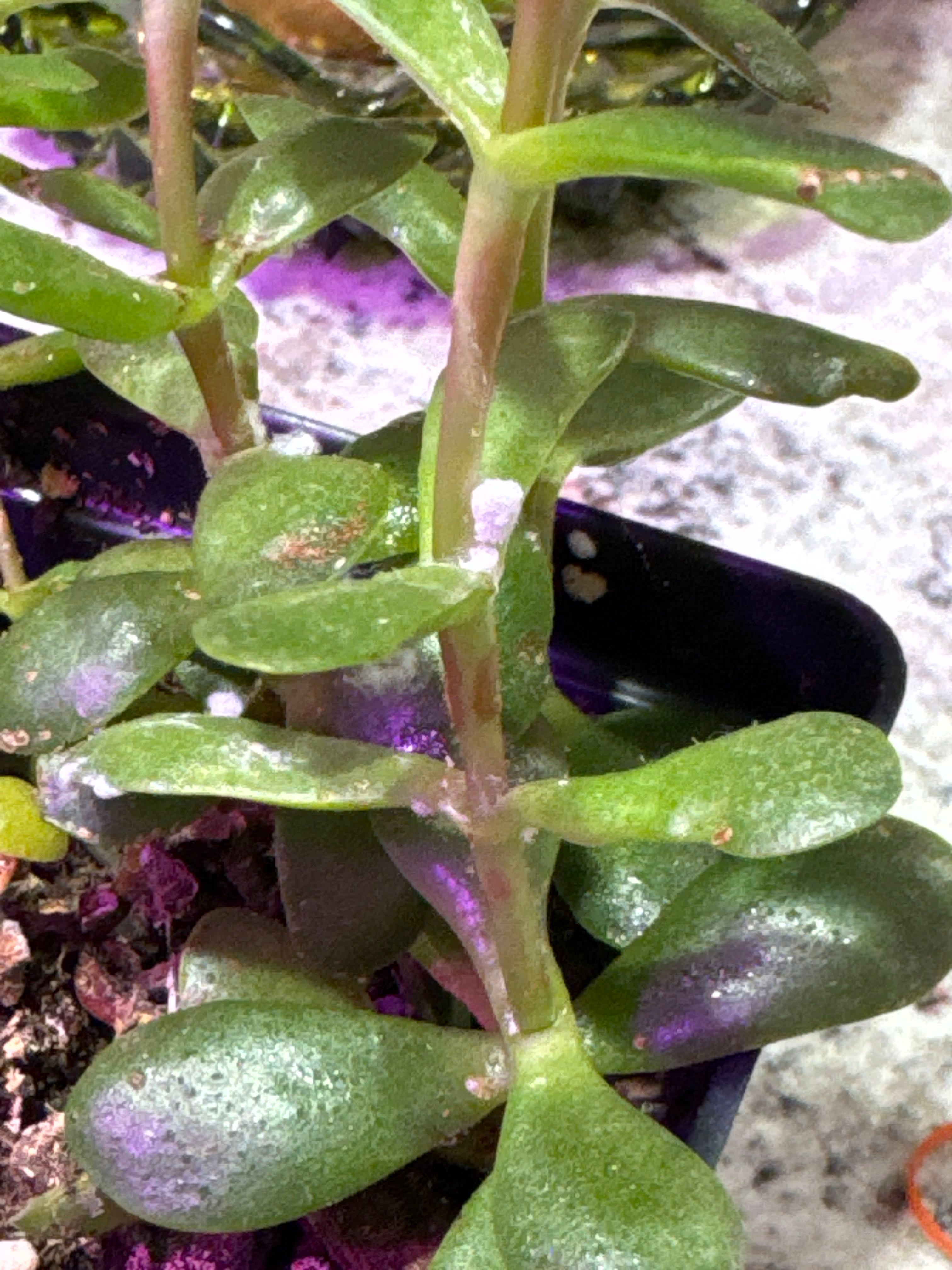 7 Do's and Don'ts of Growing Portulaca