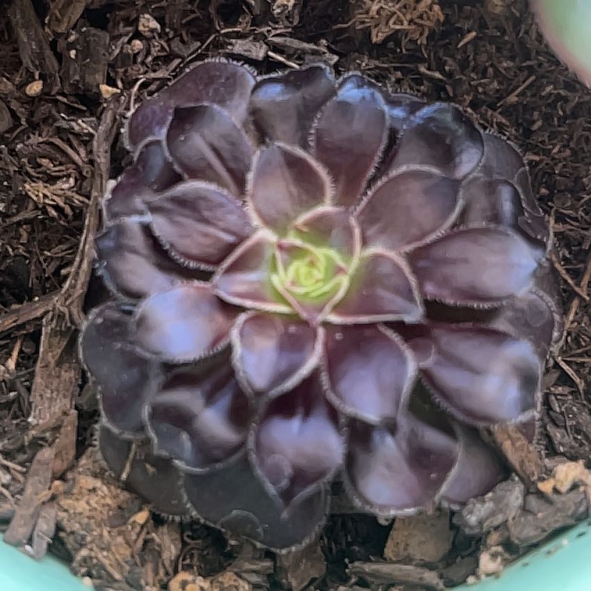 Hamilton | A plant by @ActualSyngonium on Greg