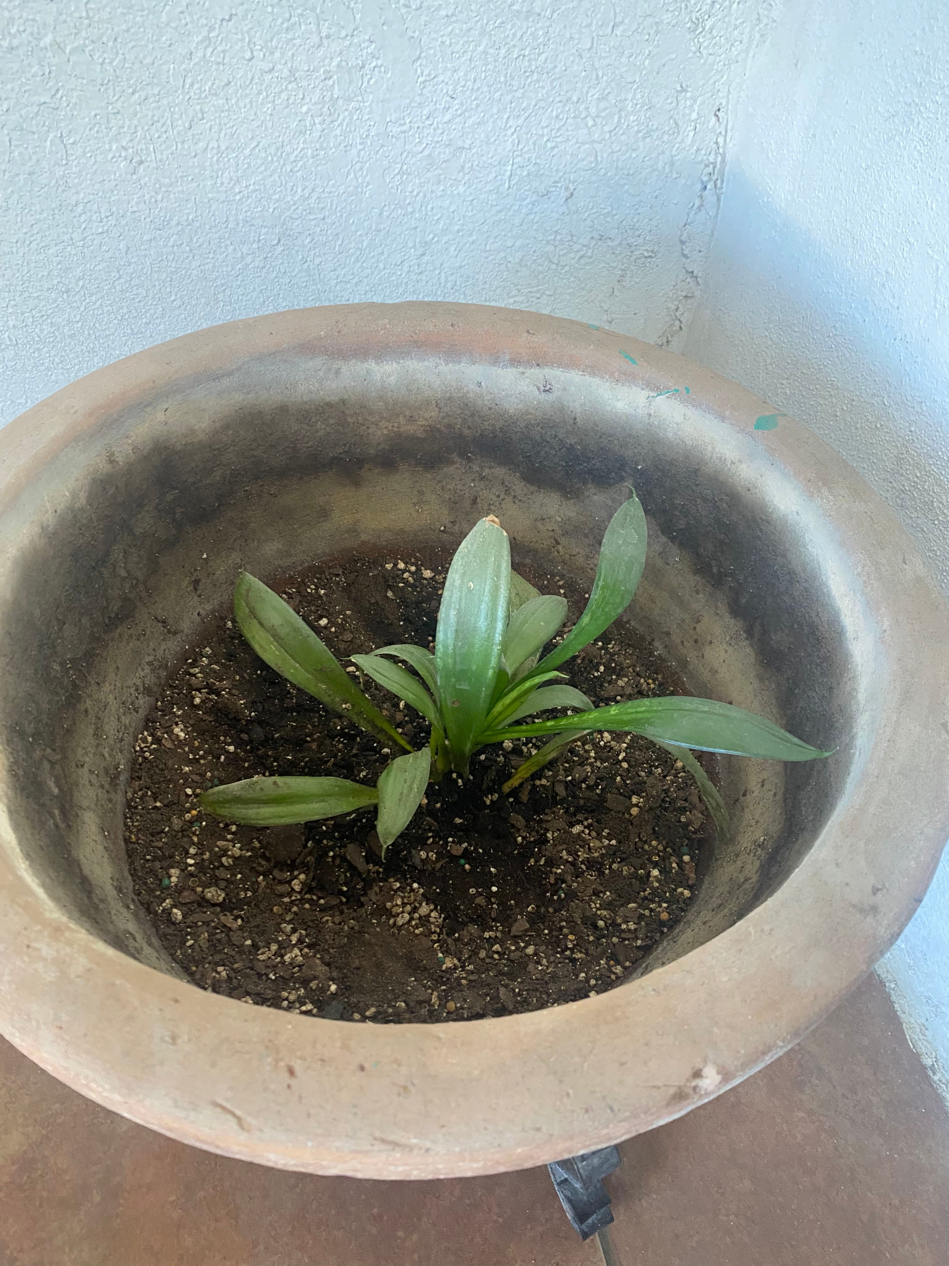 10 Plants That Love Growing with Allium 'Millenium'