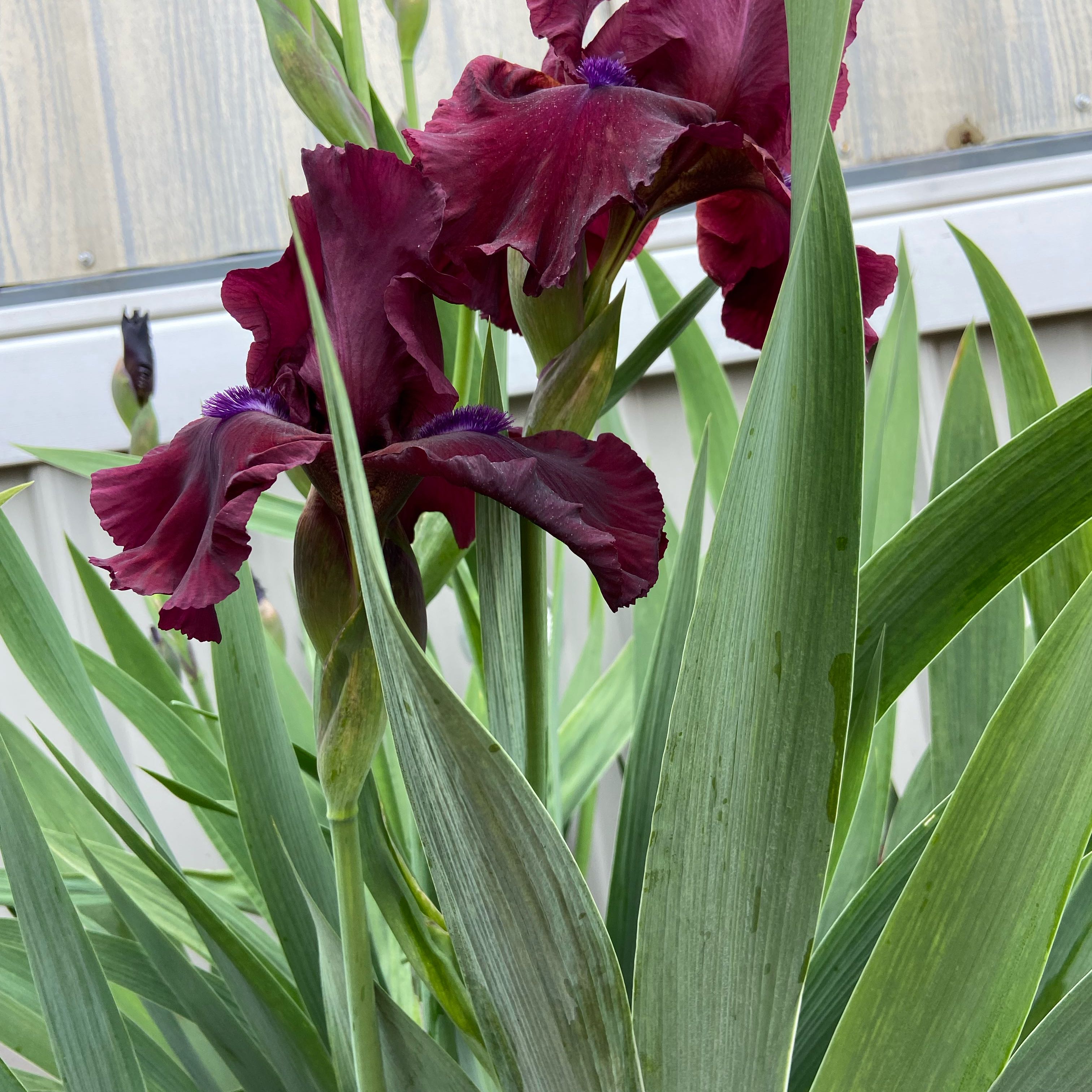 Gregarious | A plant by @TitanicWhitefir on Greg