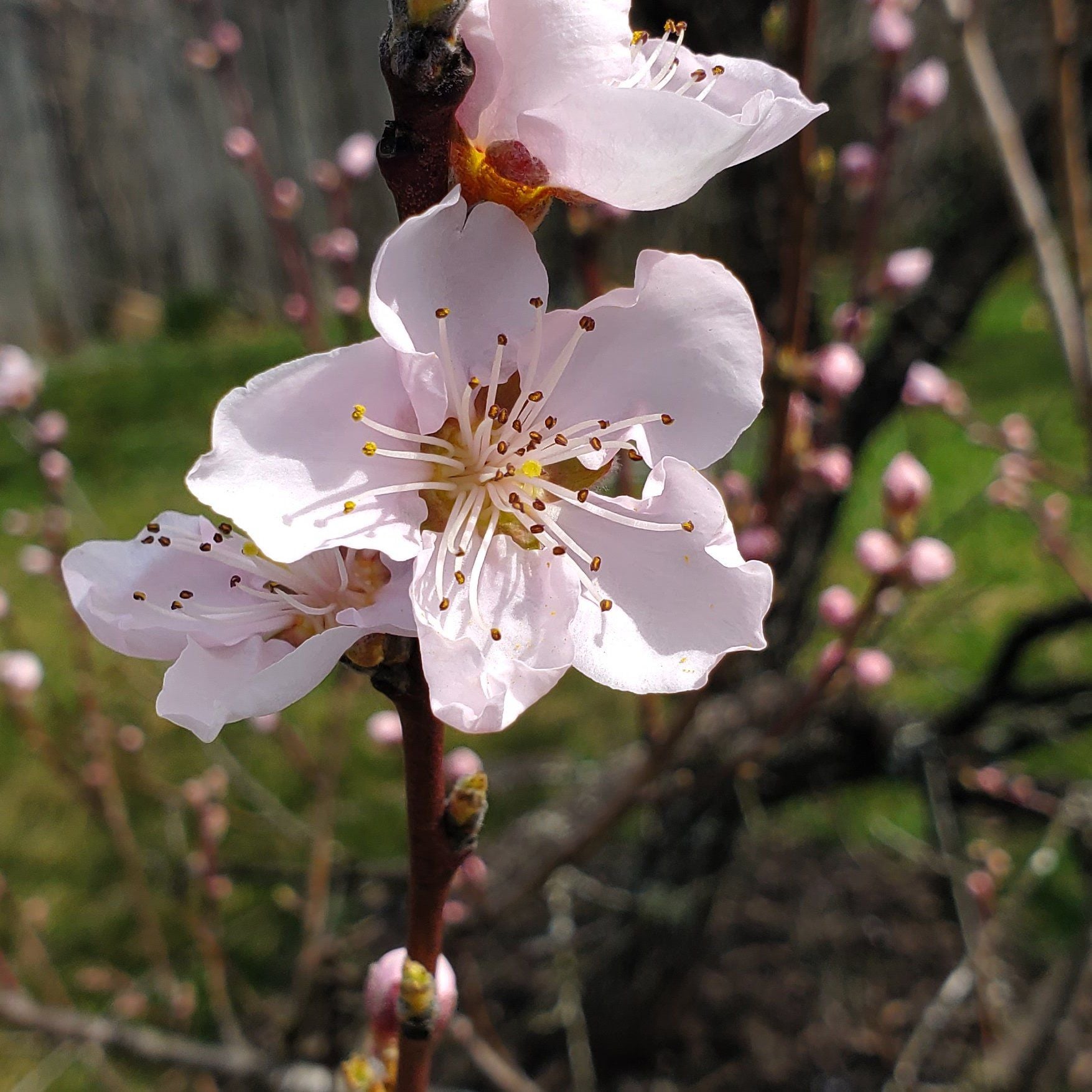 🌸 What Do Apricot Flowers Mean?