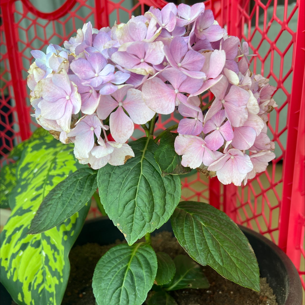 Keanu Leaves | A plant by @HeyNicePlants on Greg