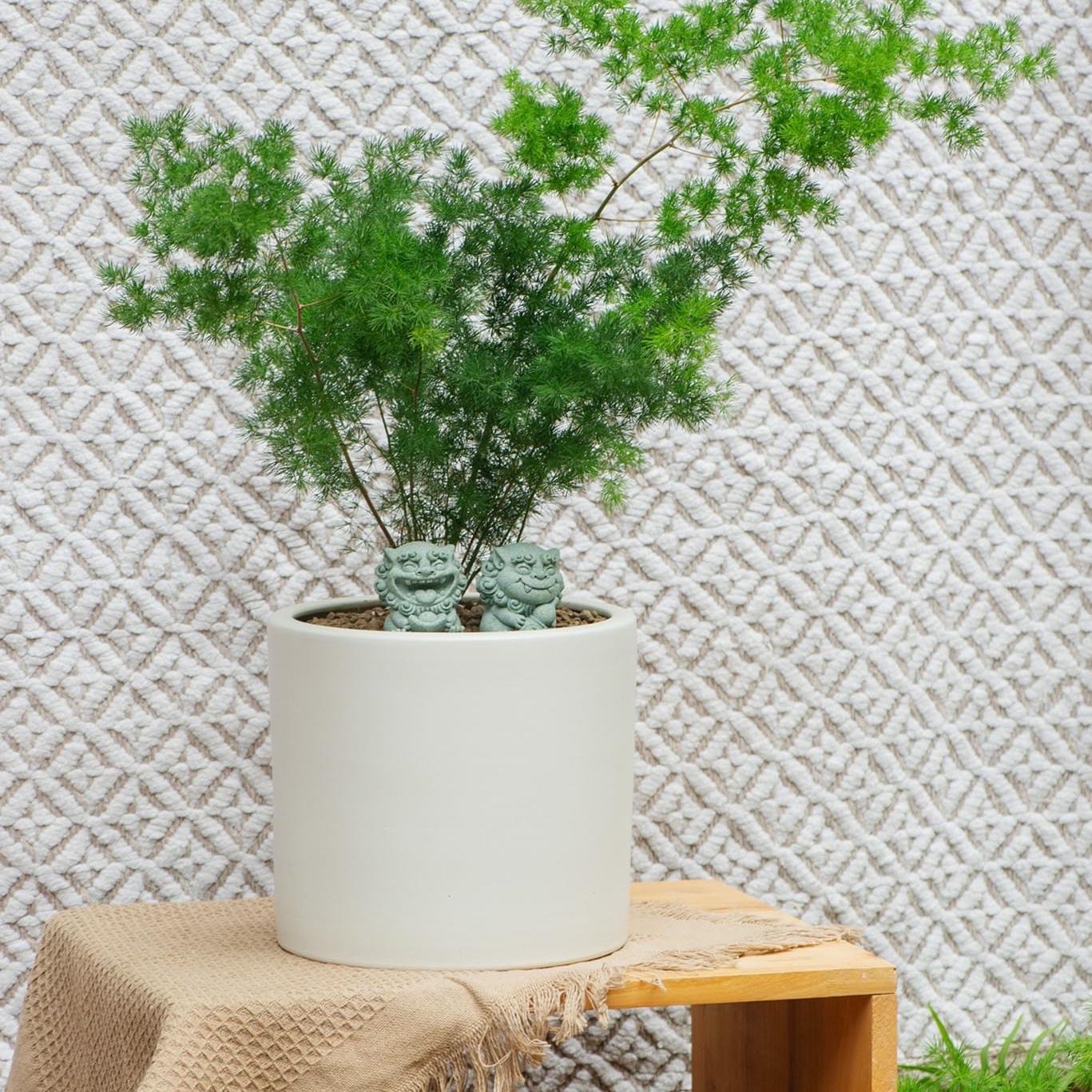 Your Ming Fern's Light Needs