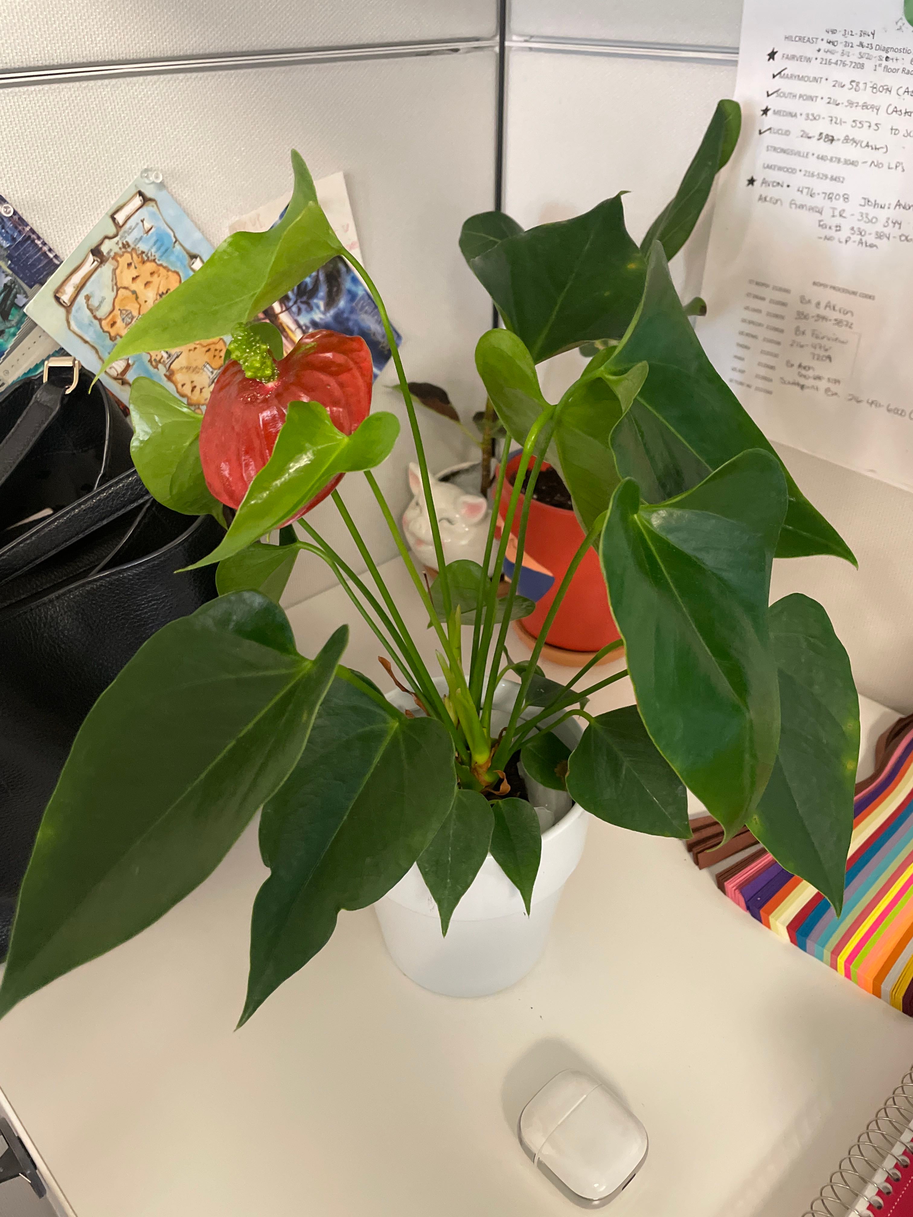 What Do I Do About anthurium reflexinervium root rot?