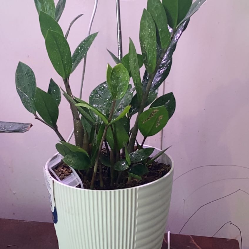 Athena | A plant by @StarryLiliaceae on Greg